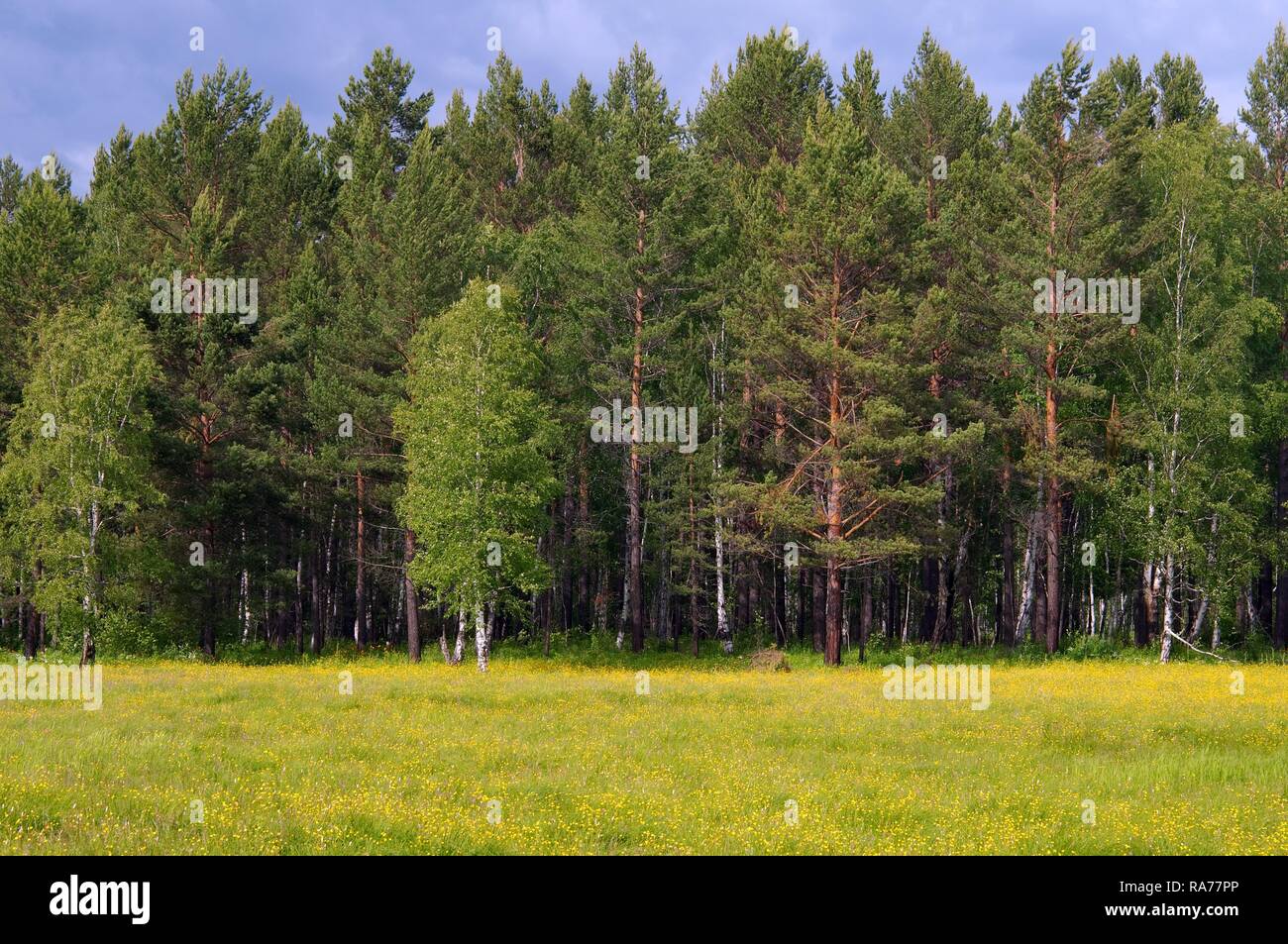 Taiga siberia hi-res stock photography and images - Alamy