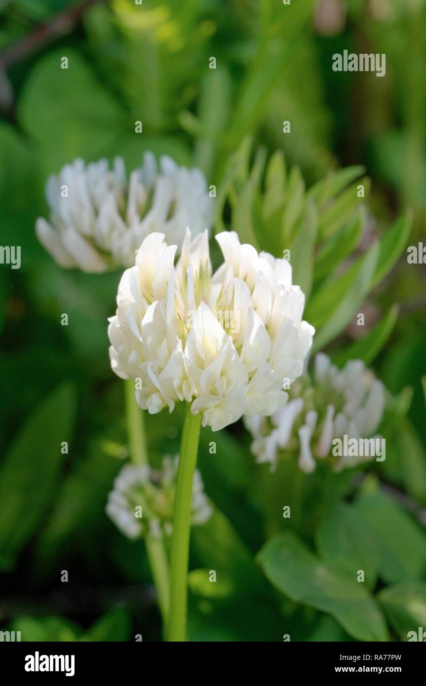Trifolium alexandrinum hi-res stock photography and images - Alamy