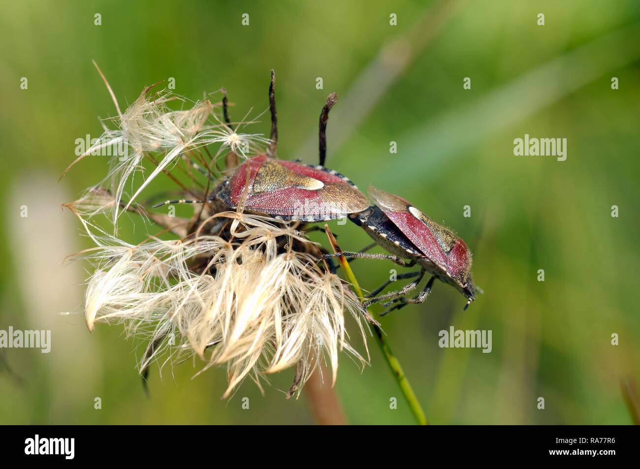 Crucifer shield bugs hi-res stock photography and images - Alamy