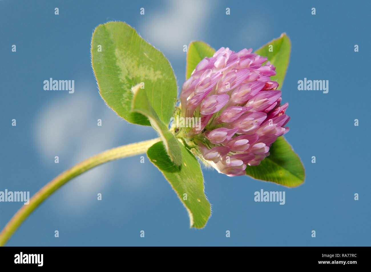 Purple-globe clover, Owl-head clover (Trifolium alpestre), Baikal ...