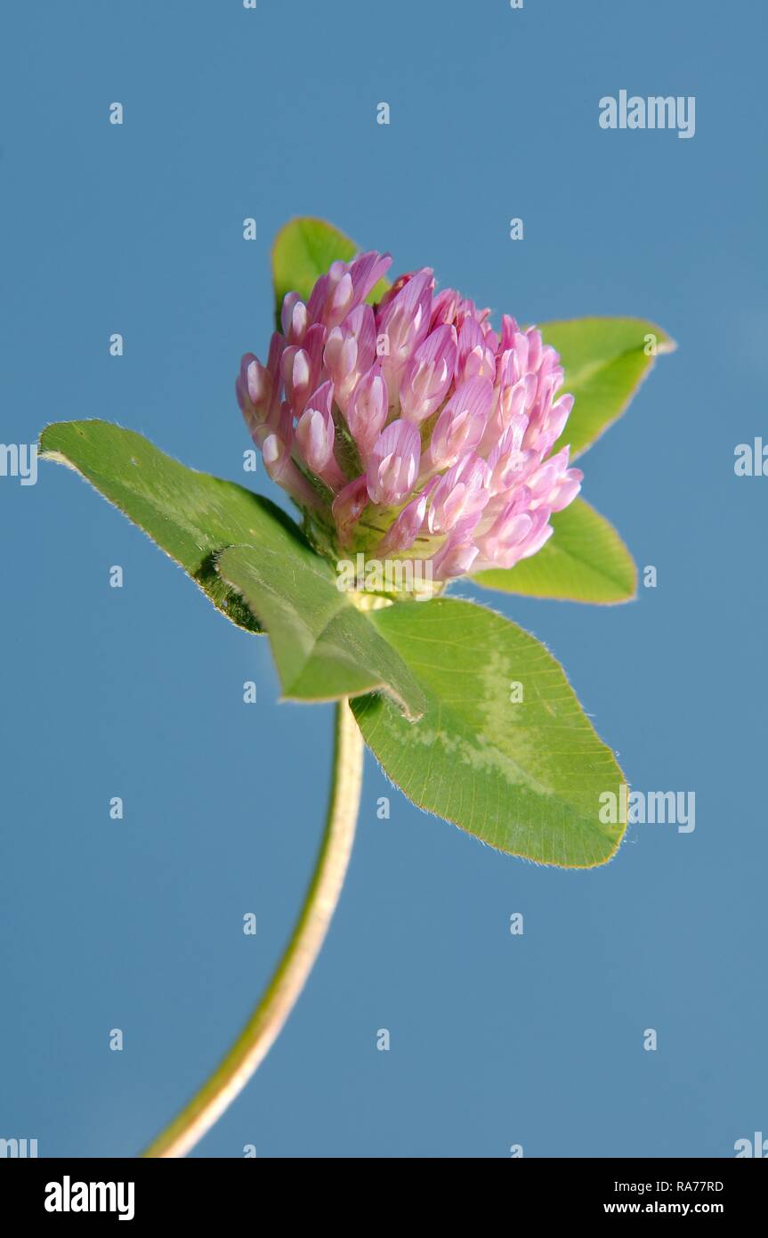 Purple-globe clover, Owl-head clover (Trifolium alpestre), Baikal ...