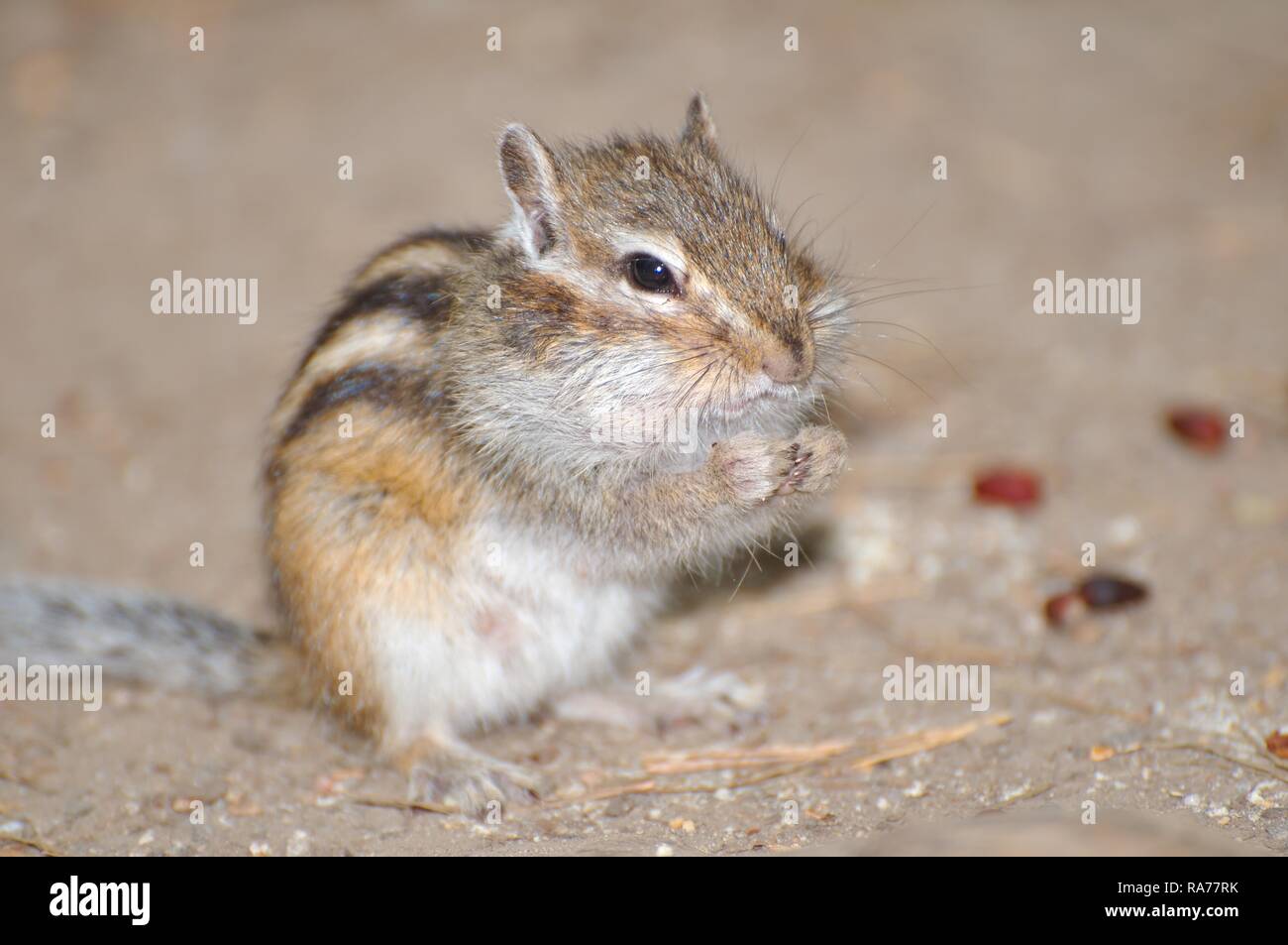 Siberian chipmunk, Common chipmunk (Eutamias sibiricus) collecting pine ...
