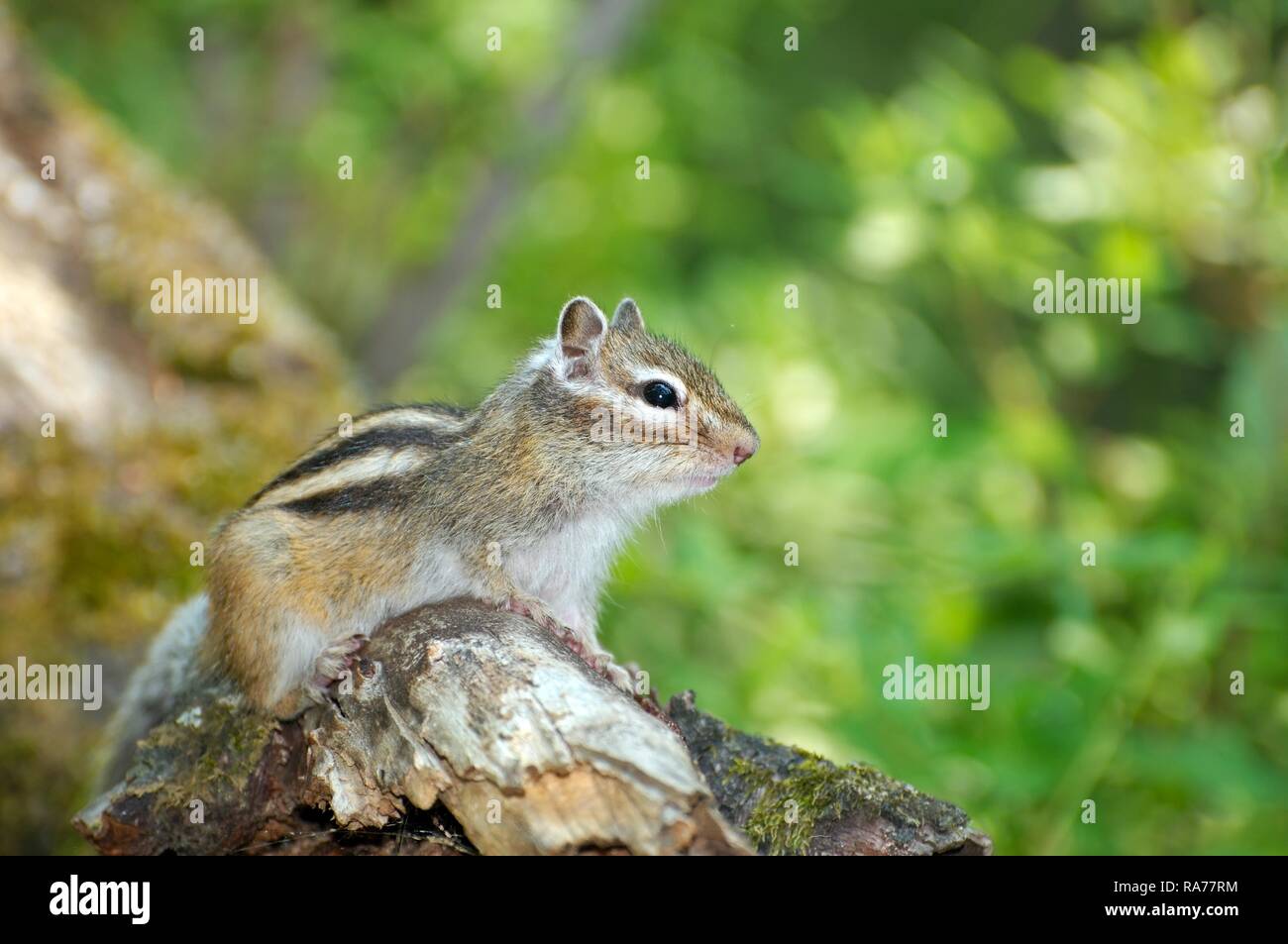 Siberian chipmunk, Common chipmunk (Eutamias sibiricus), Baikal ...