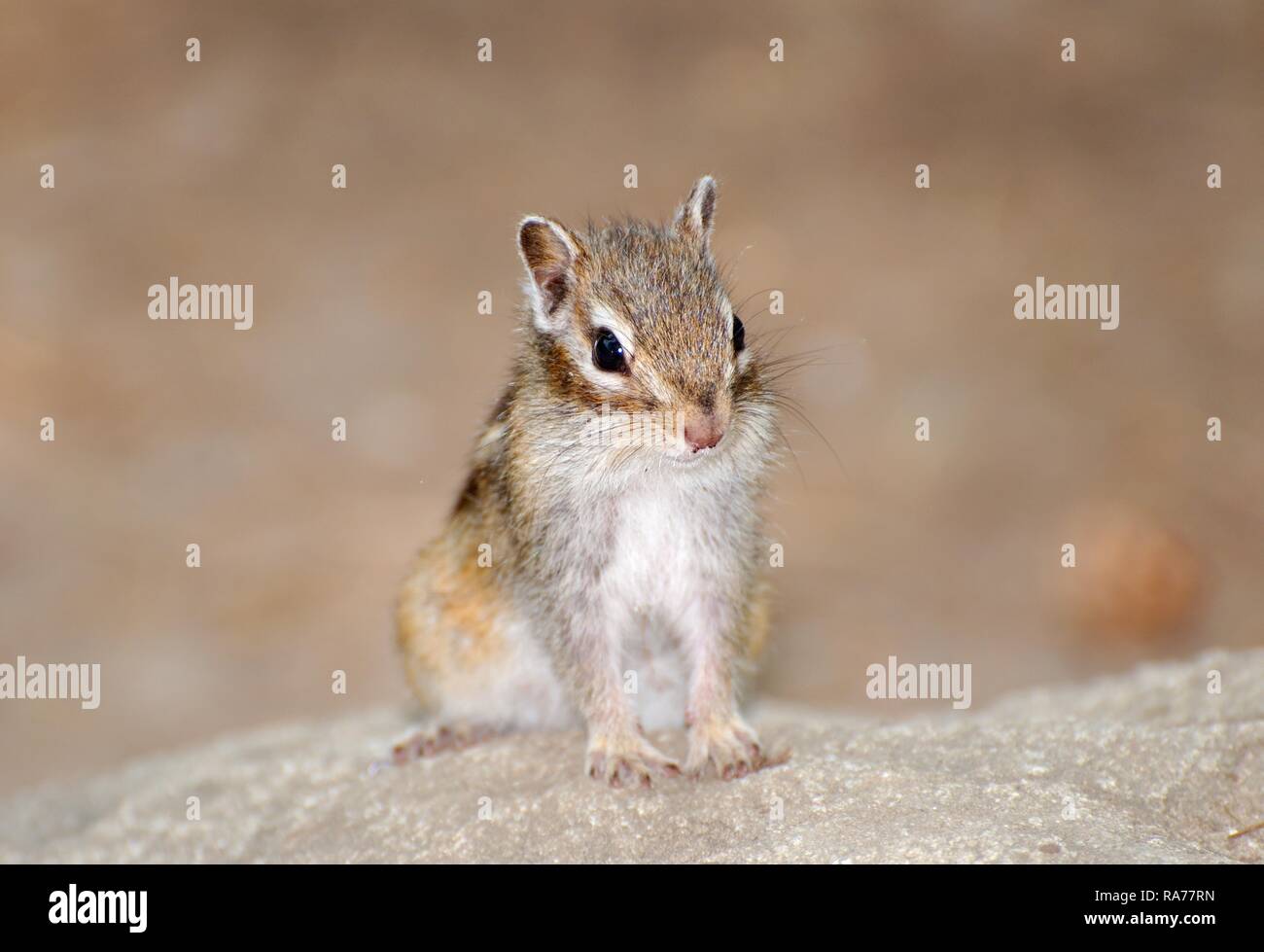 Siberian chipmunk, Common chipmunk (Eutamias sibiricus), Baikal ...