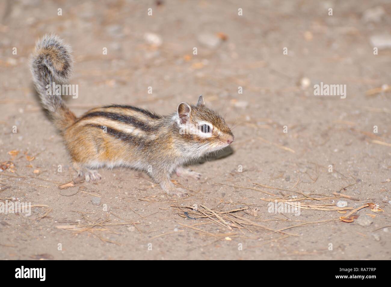 Siberian chipmunk, Common chipmunk (Eutamias sibiricus), Baikal ...