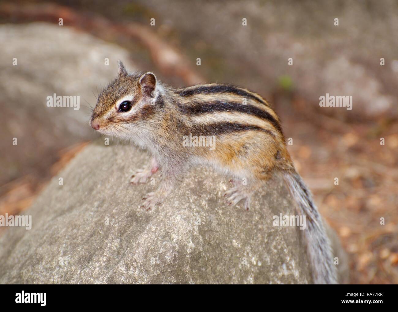 Siberian chipmunk, Common chipmunk (Eutamias sibiricus), Baikal ...