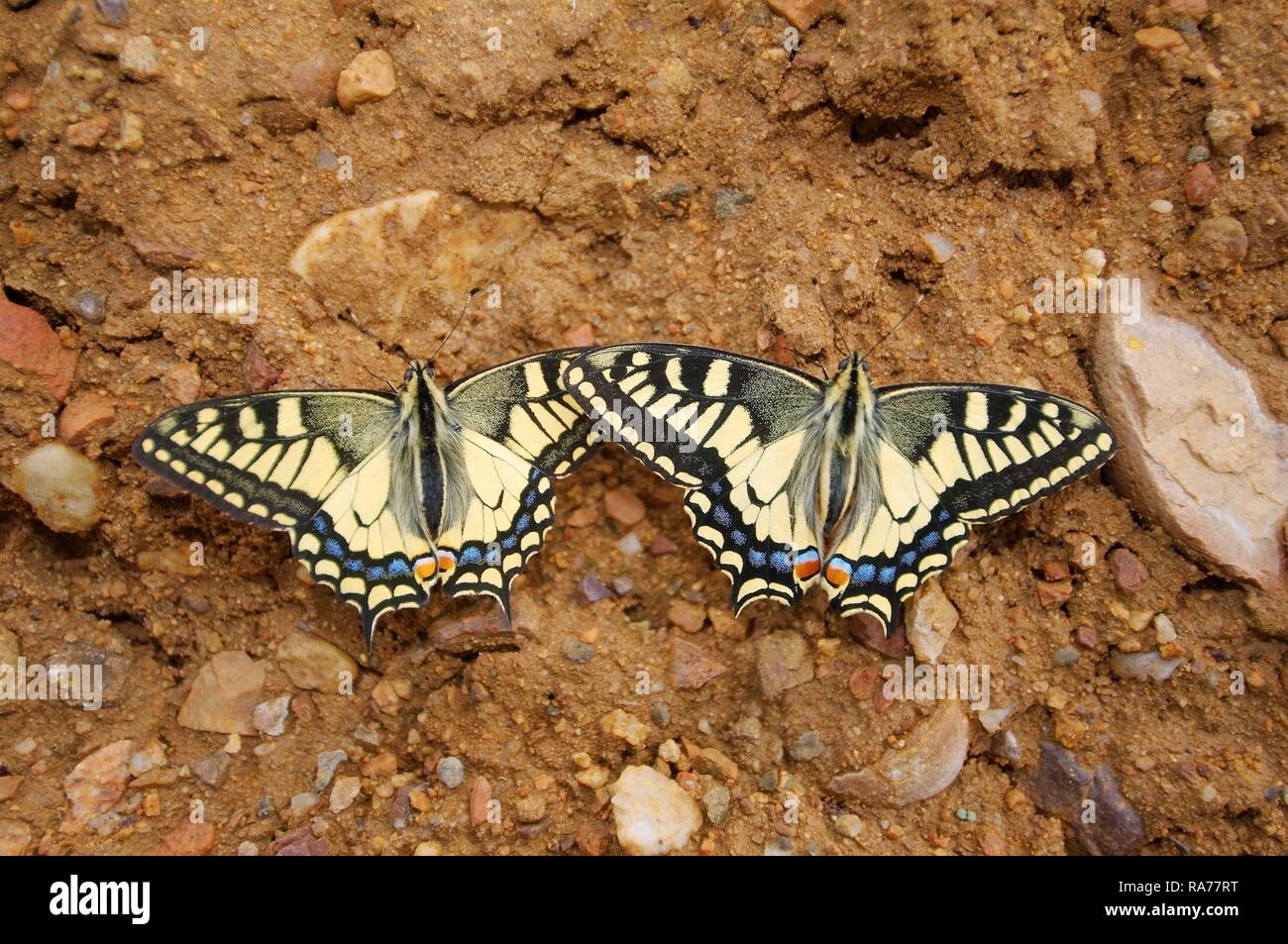 Swallowtails hi-res stock photography and images - Alamy