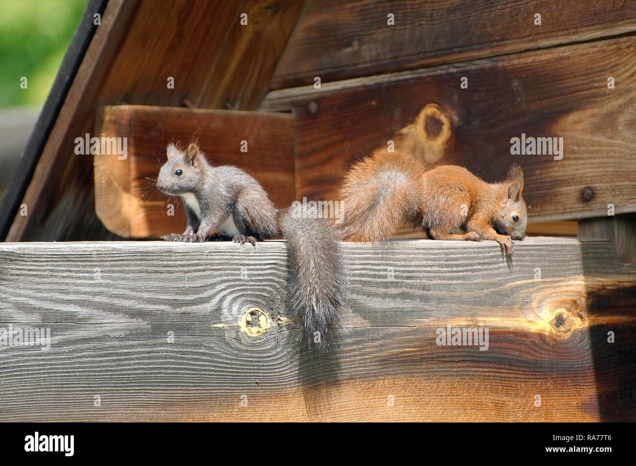 Eurasian red squirrels hi-res stock photography and images - Alamy