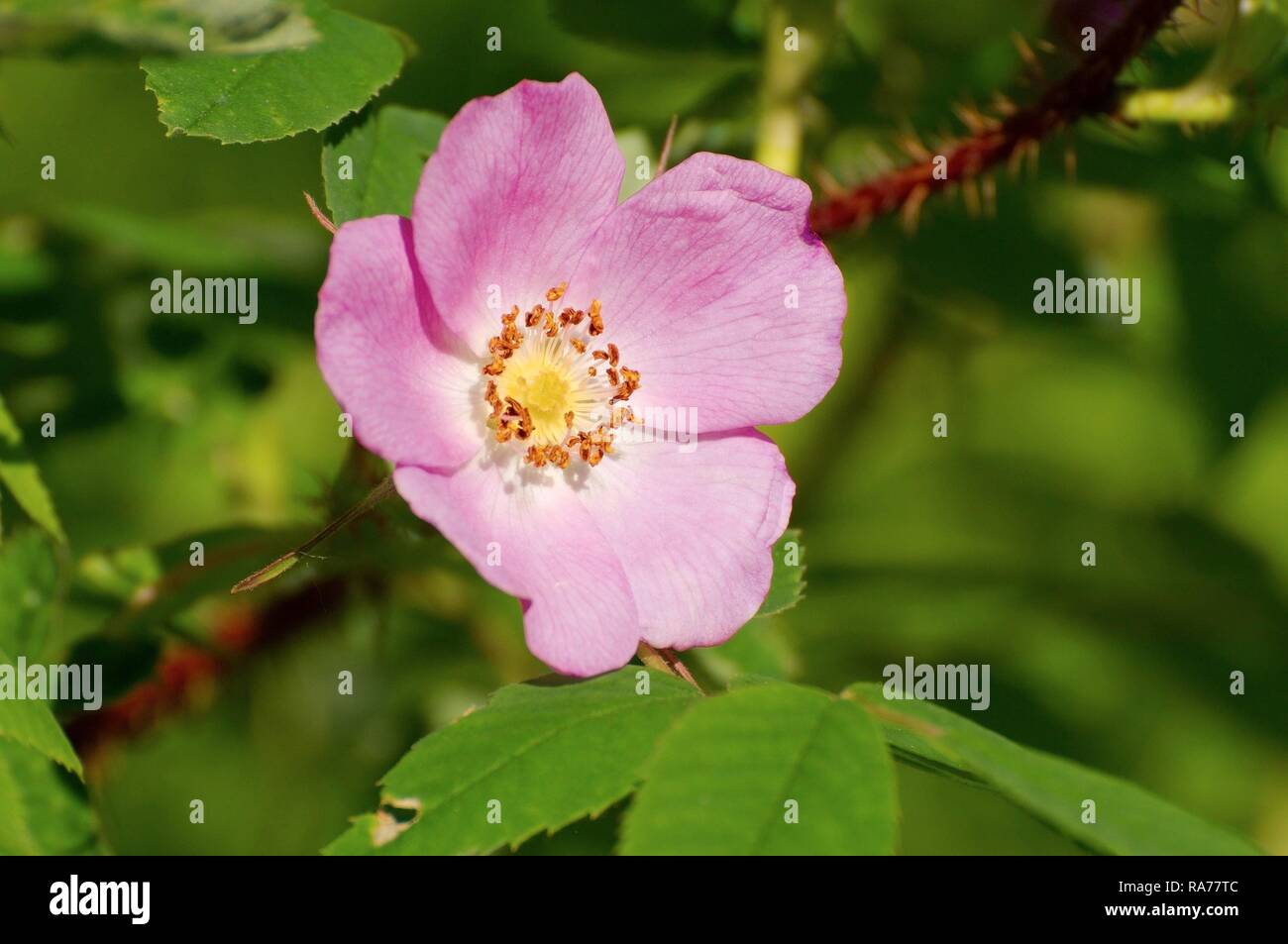 Wild rose (Rosa), Baikal, Siberia, Russian Federation, Eurasia Stock ...