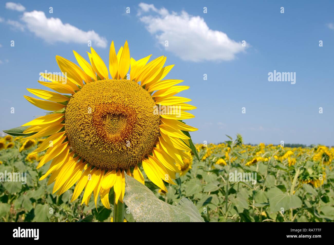 Ukraine Sunflower Fields High Resolution Stock Photography and Images ...