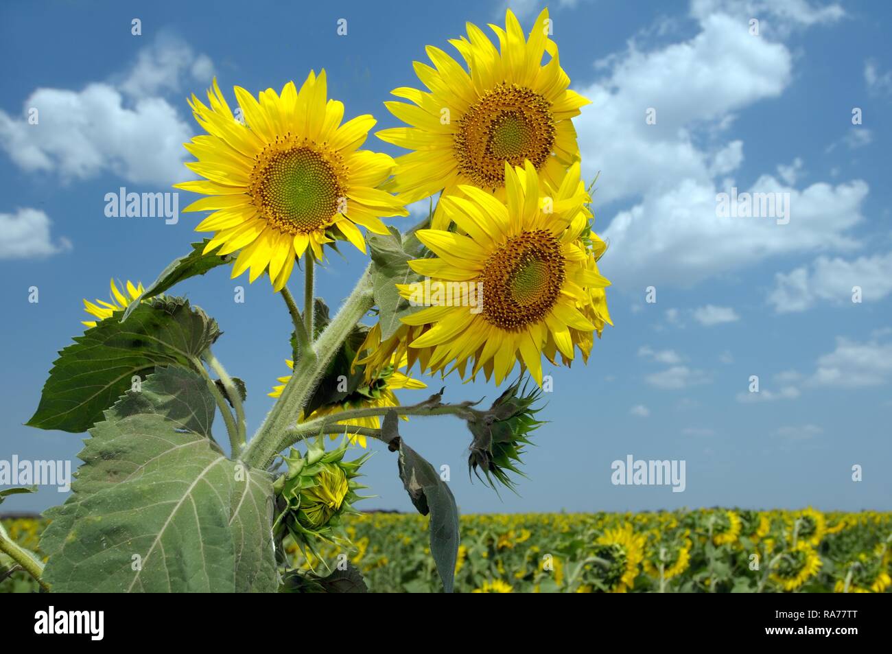 Sunflowers (Helianthus annuus), sunflower field, Odessa, Ukraine ...