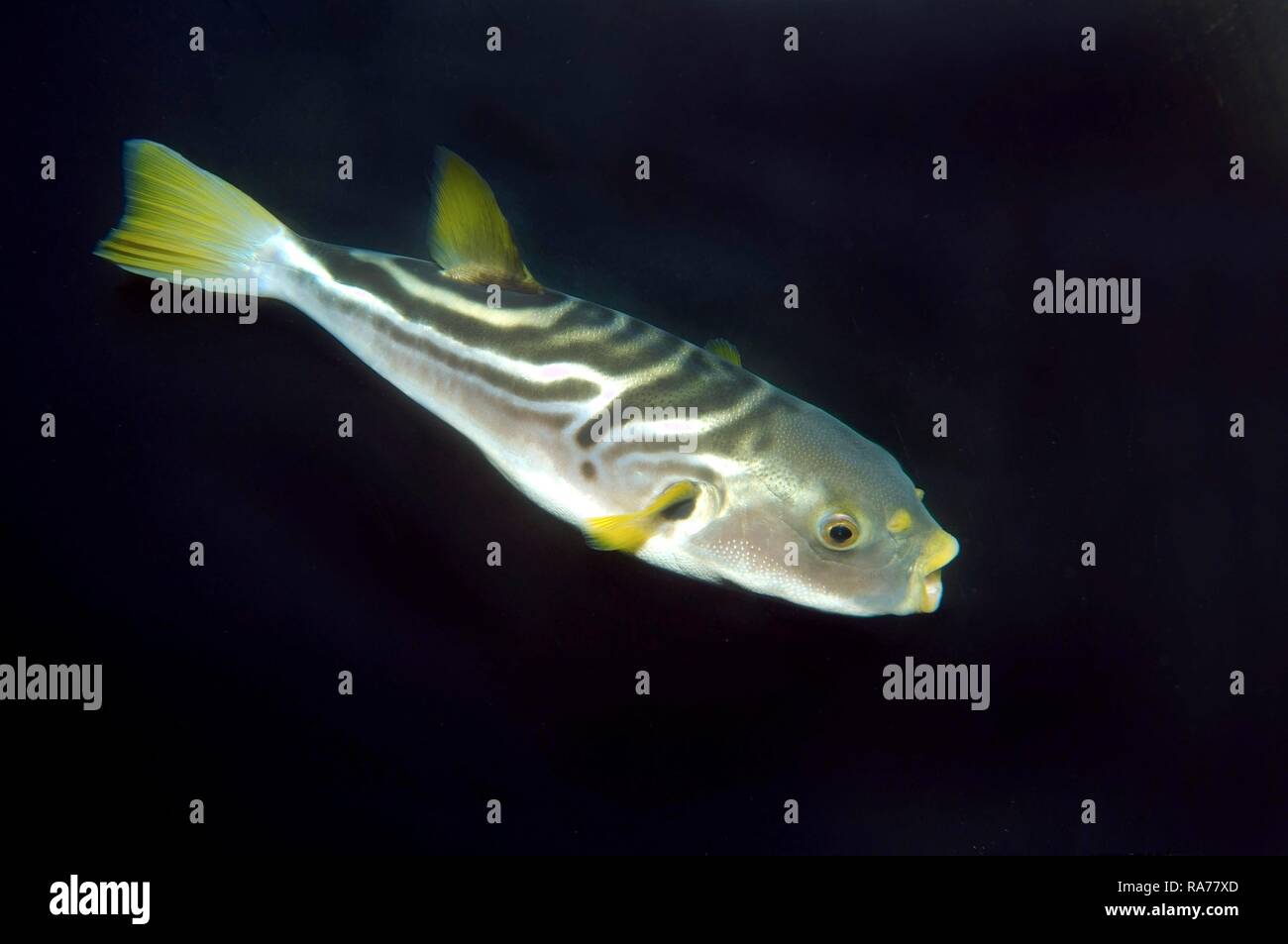 Takifugu hi-res stock photography and images - Alamy