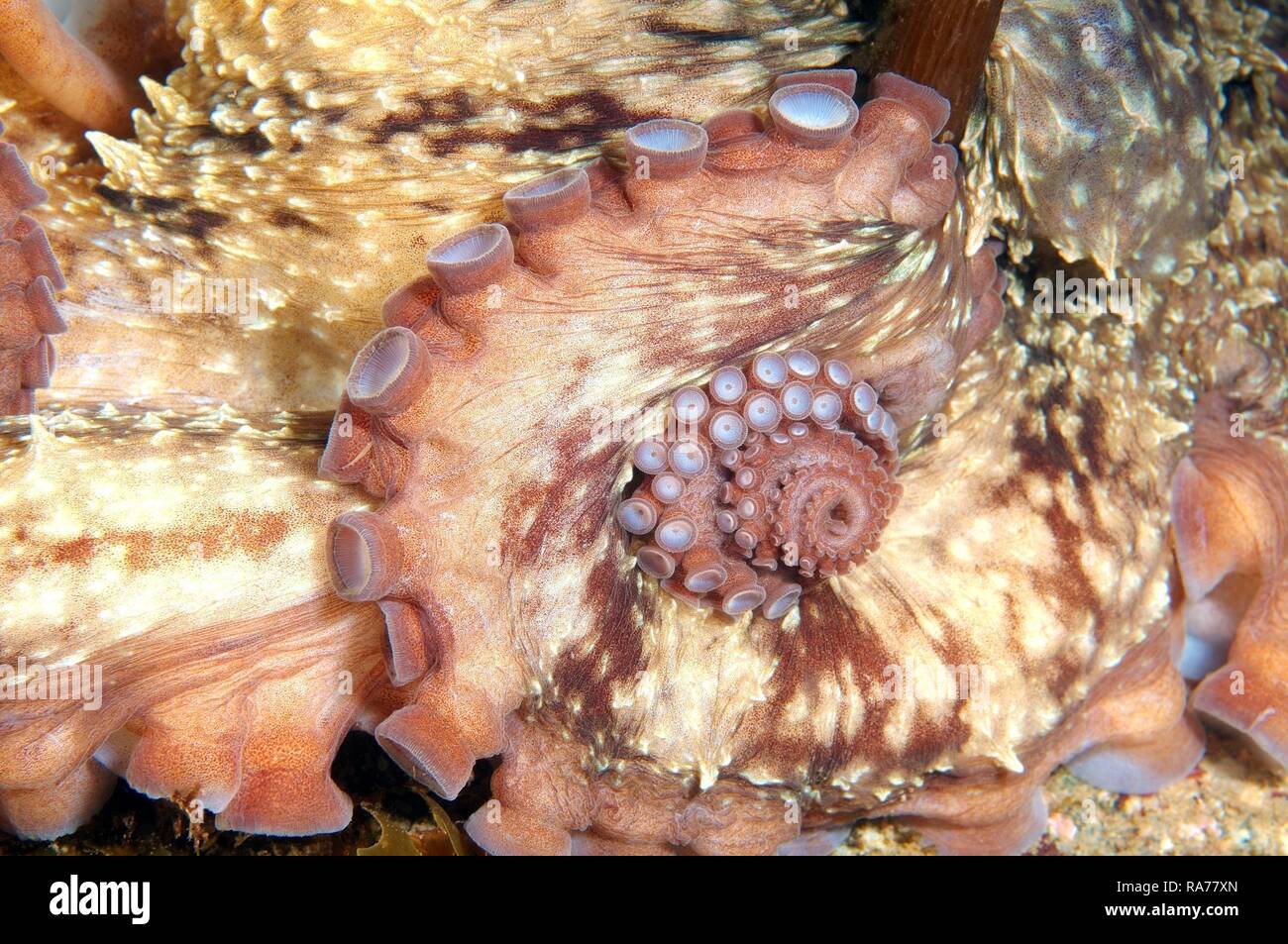 North pacific giant octopus hi-res stock photography and images - Alamy