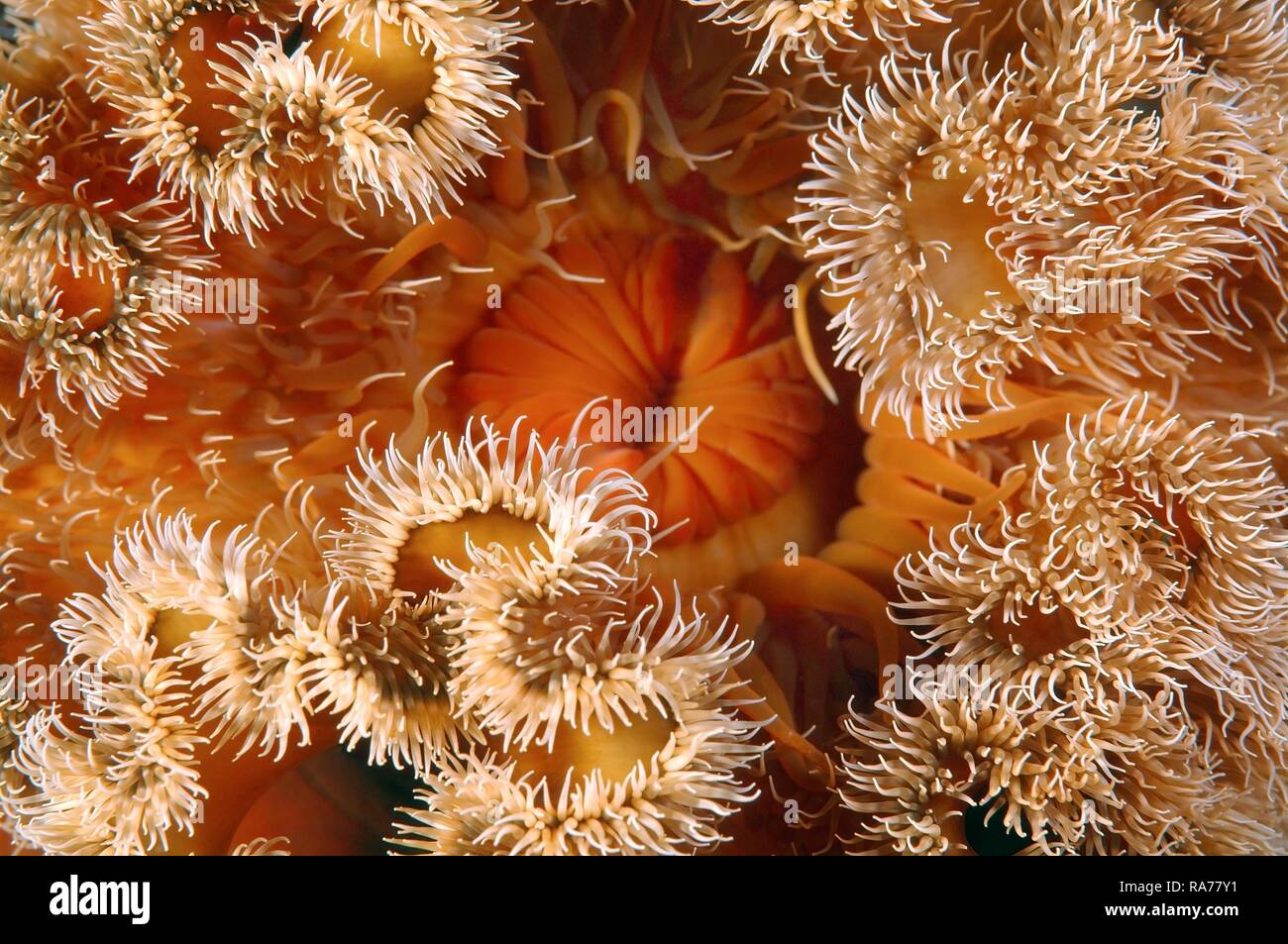 Red senile anemone, Plumose anemone or Frilled anemone (Metridium ...