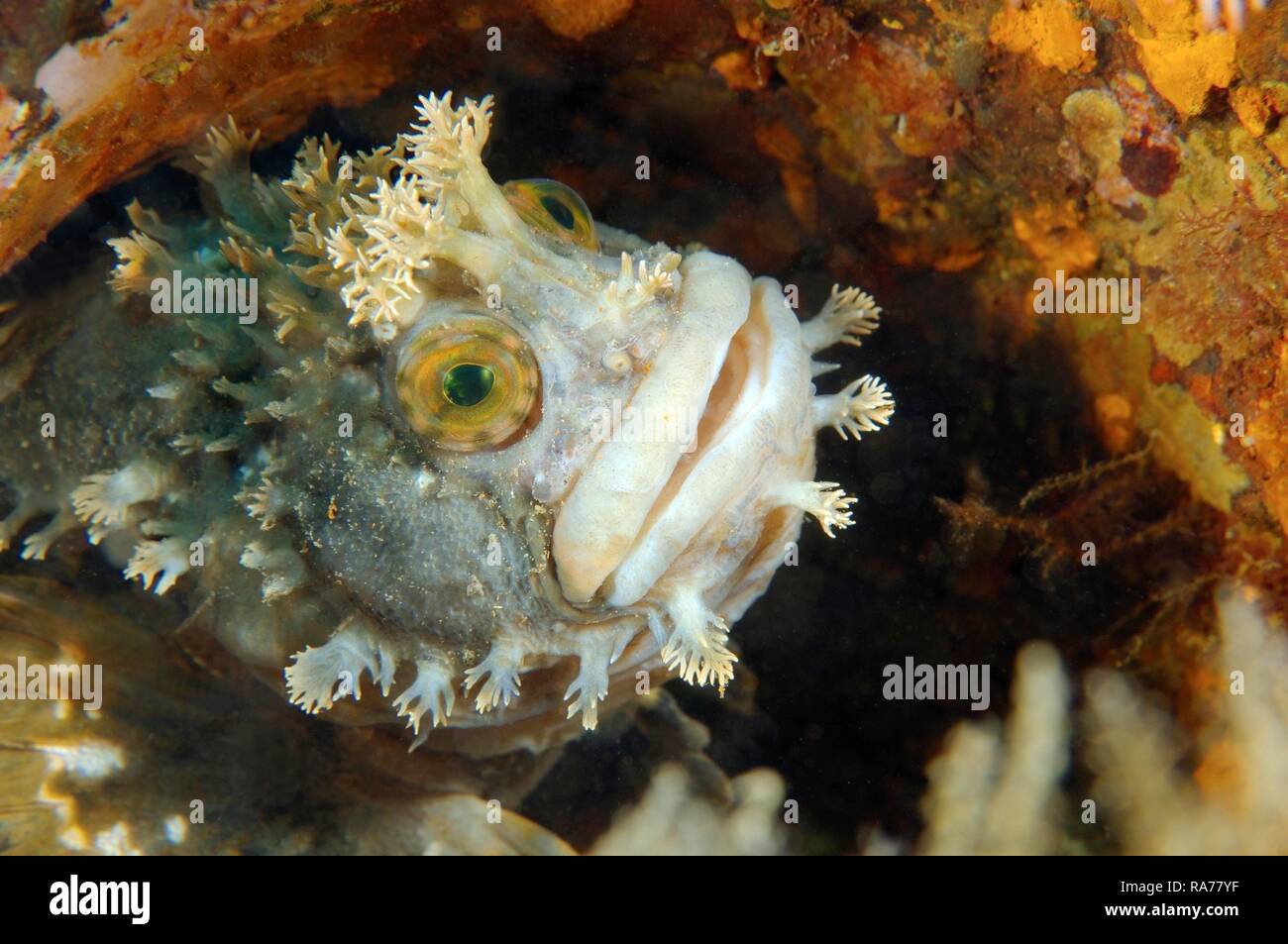 Prickleback fish hi-res stock photography and images - Alamy
