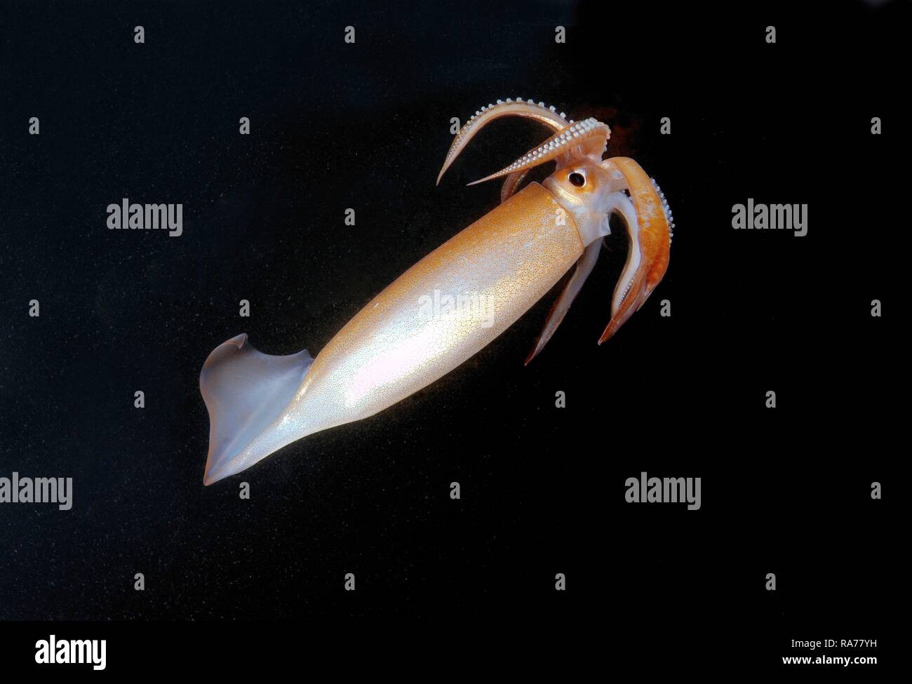 Todarodes pacificus hi-res stock photography and images - Alamy