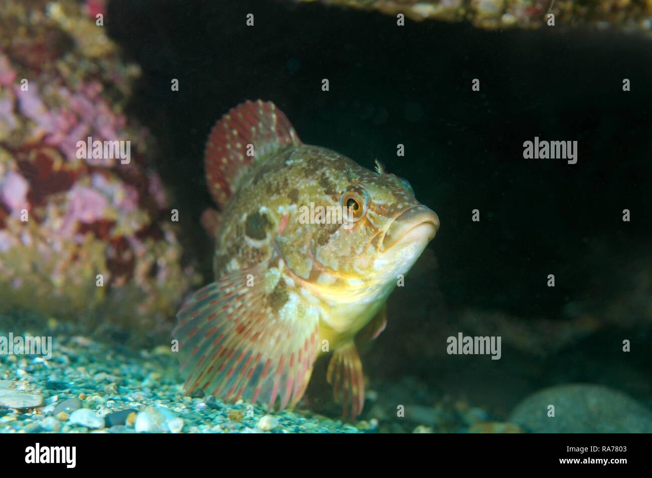 Masked greenling hi-res stock photography and images - Alamy