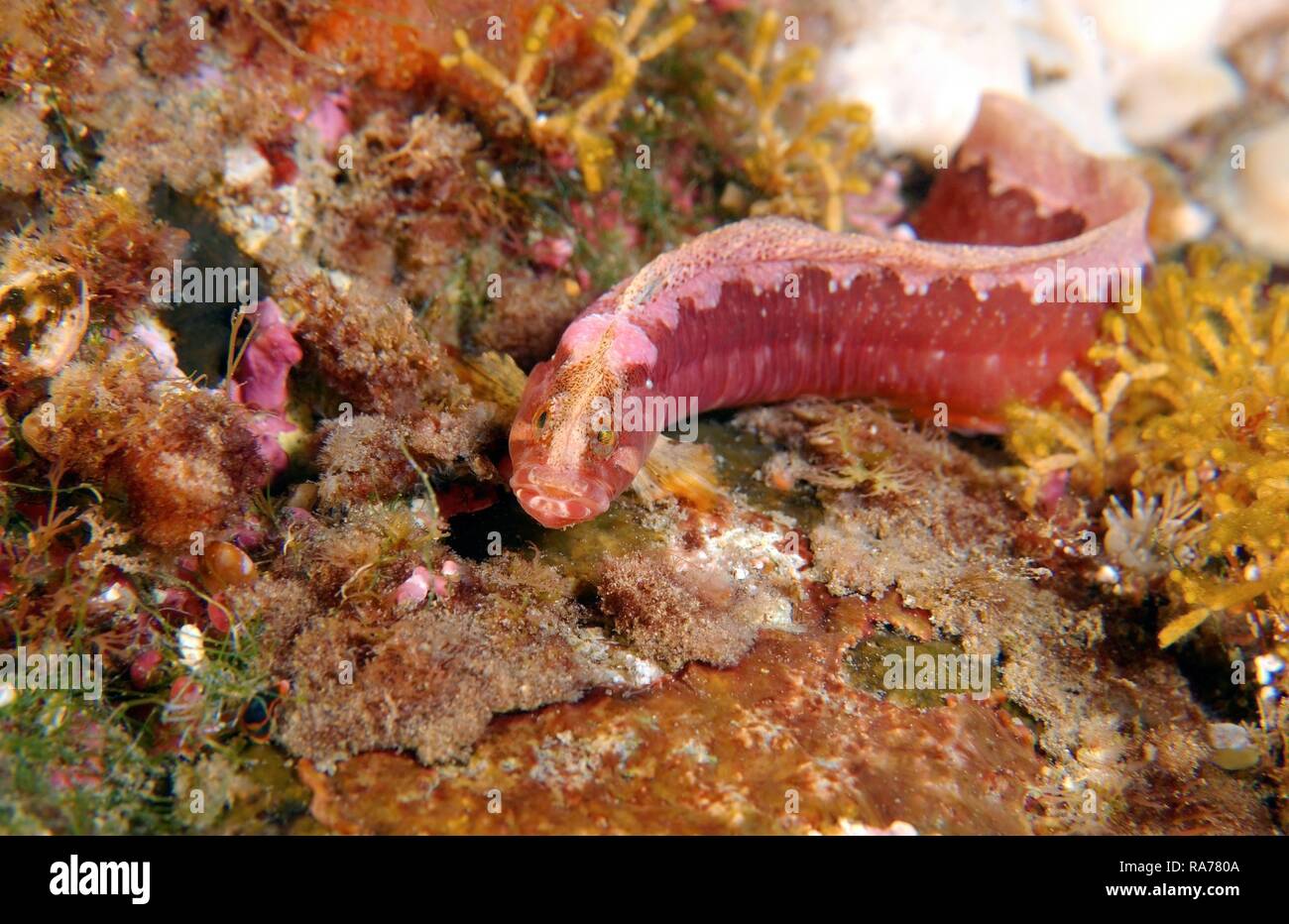 Prickleback fish hi-res stock photography and images - Alamy
