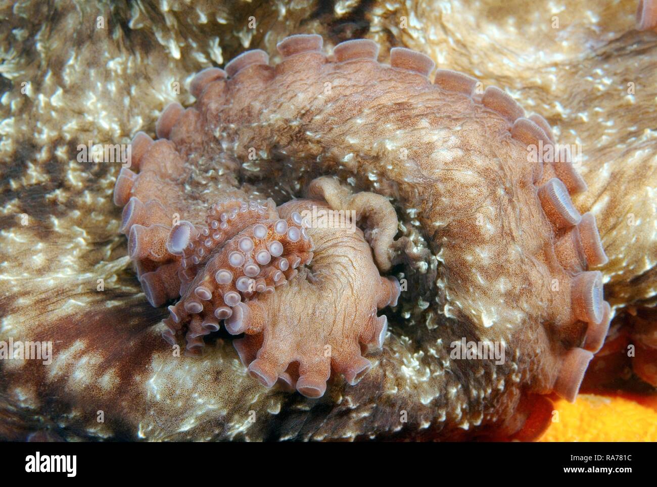 Giant Pacific octopus or North Pacific giant octopus (Enteroctopus ...