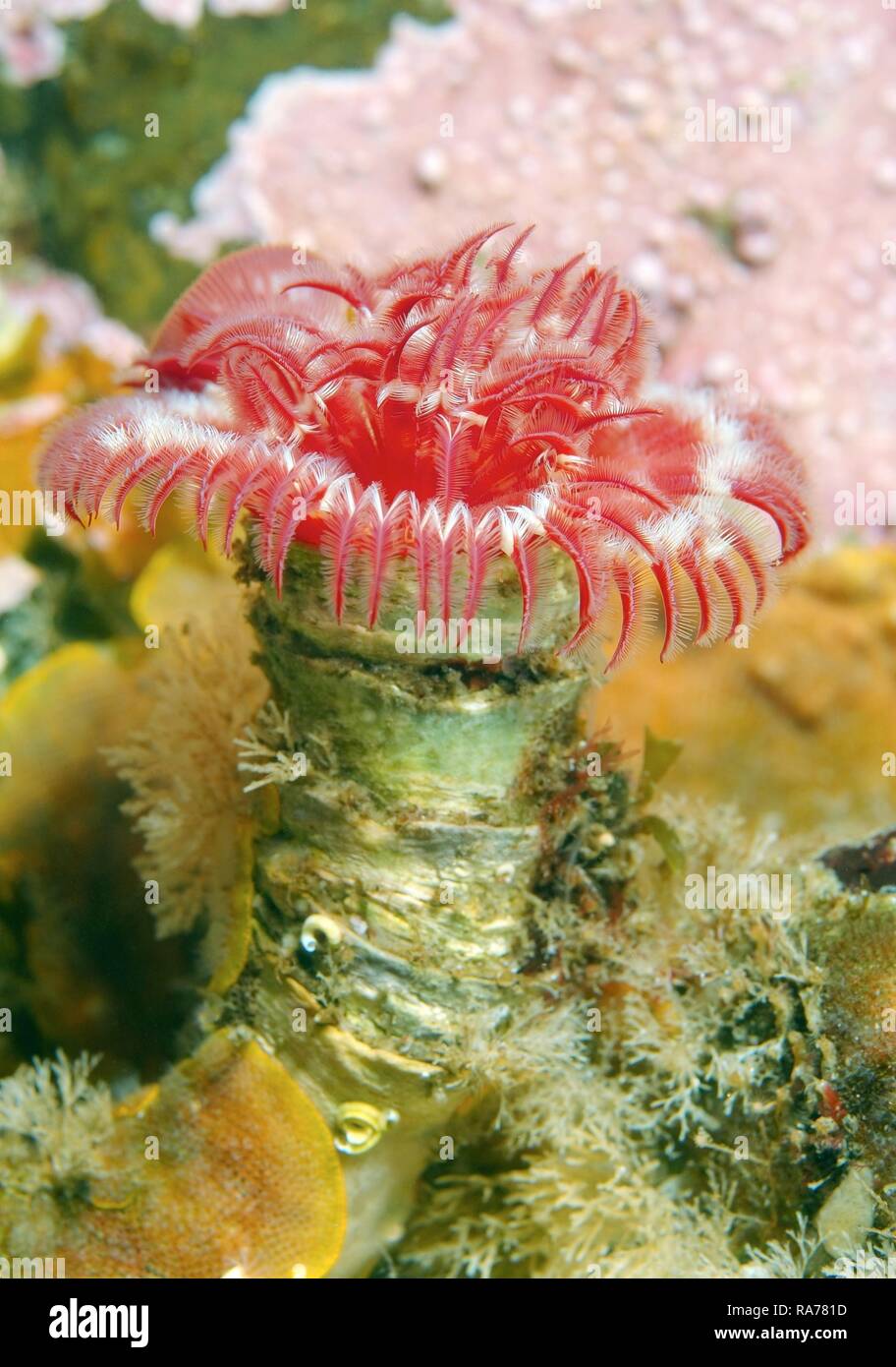 Tubular worm hi-res stock photography and images - Alamy