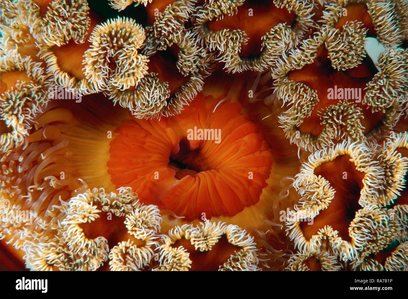 Red senile anemone, Plumose anemone or Frilled anemone (Metridium ...