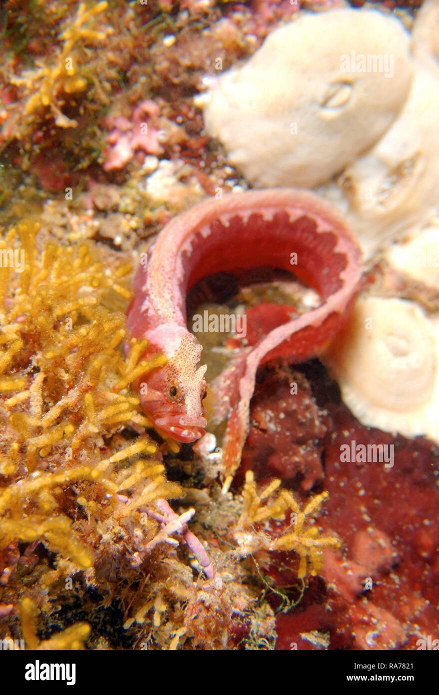 Green cockscombs (Alectrias alectrolophus benjamini, Jordan et Snyder ...