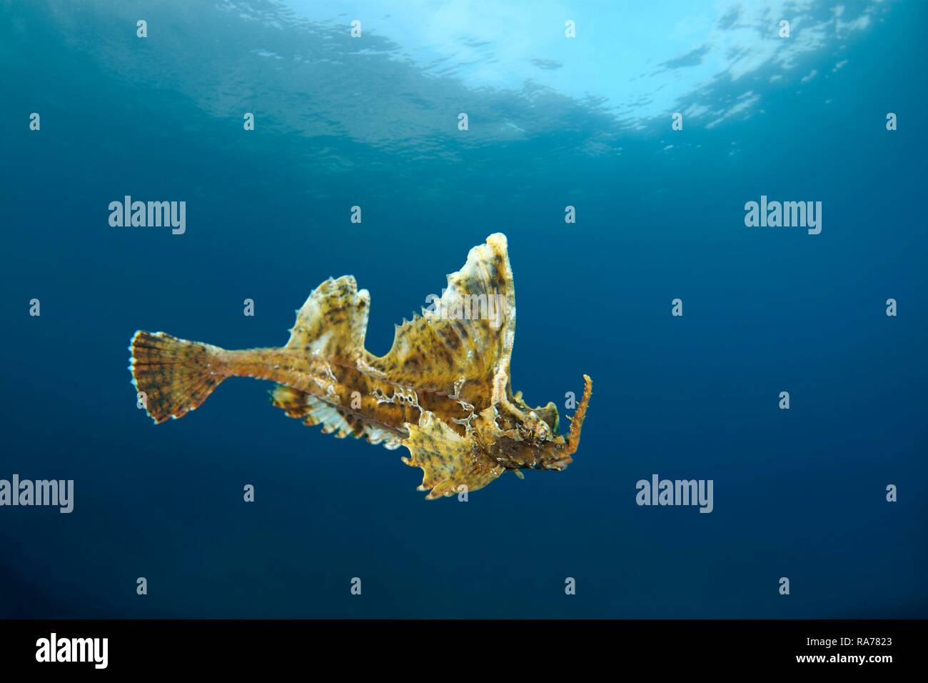 Barbed hunchback poacher (Agonomalus proboscidalis), Japan Sea ...