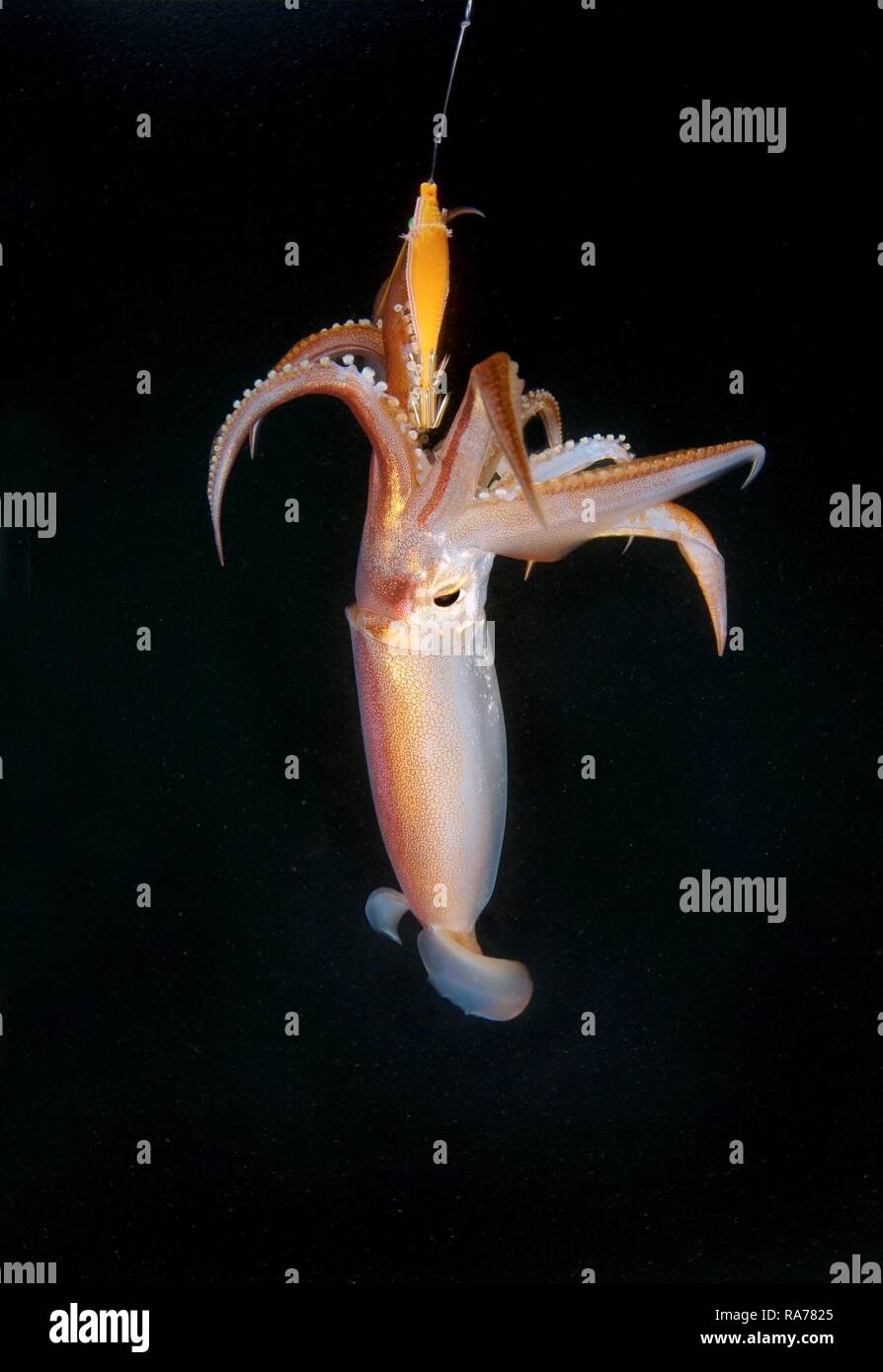 Night fishing on a squid, Japanese common squid or Japanese flying ...