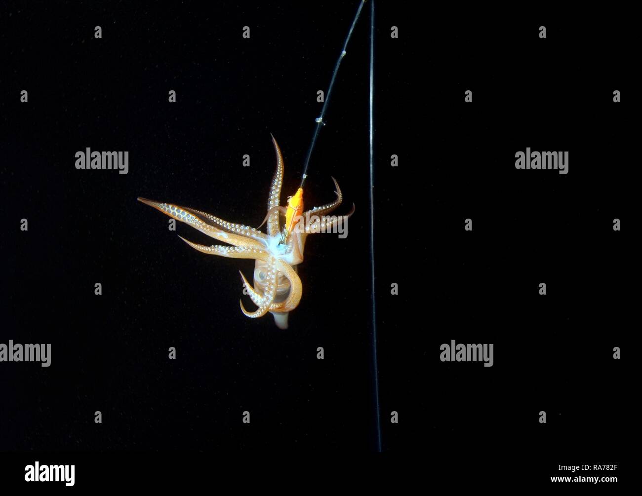 Night fishing on a squid, Japanese common squid or Japanese flying ...