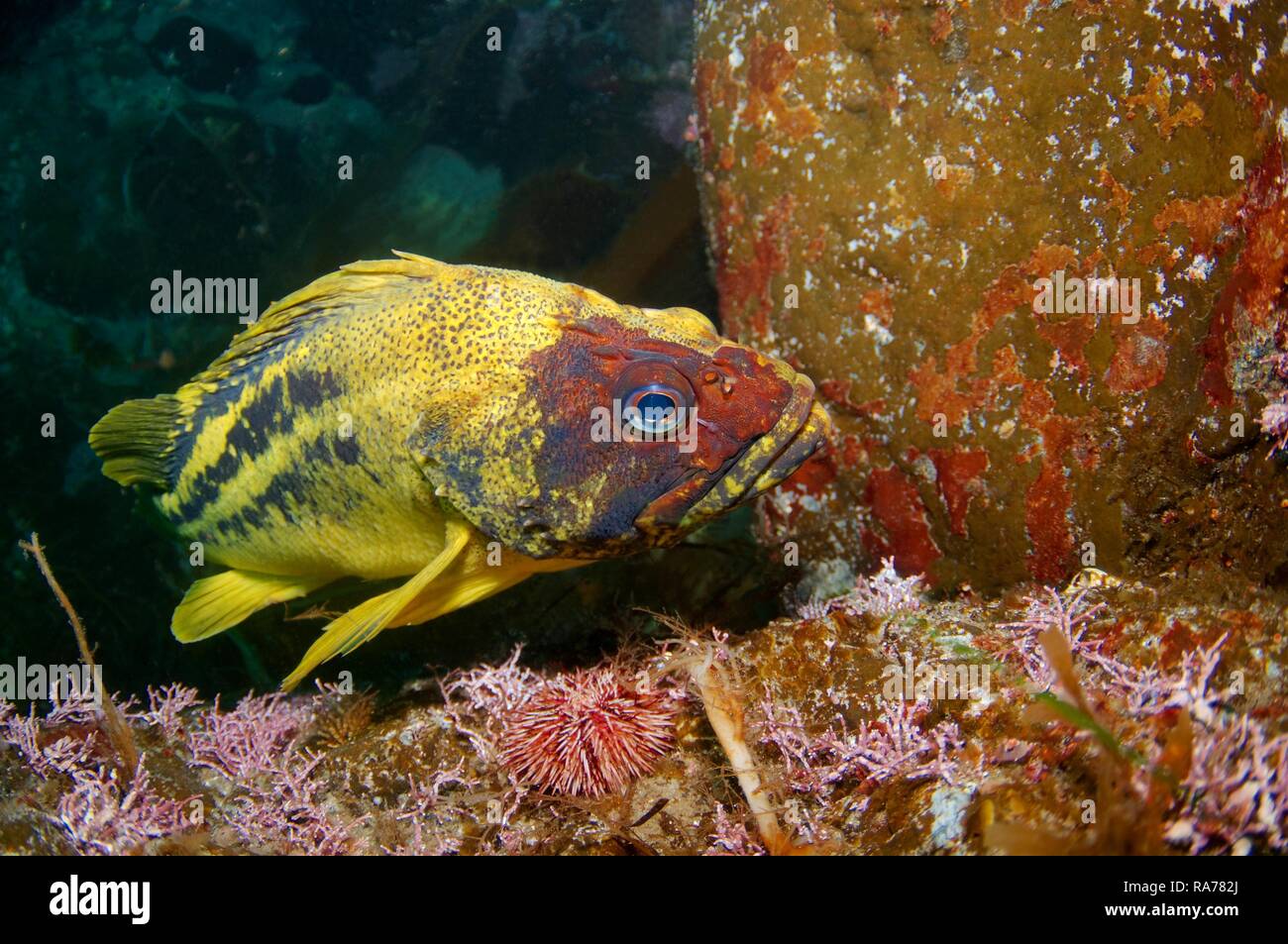 Yellow Rockfish or Three-stripe Rockfish (Sebastes trivittatus), Japan ...