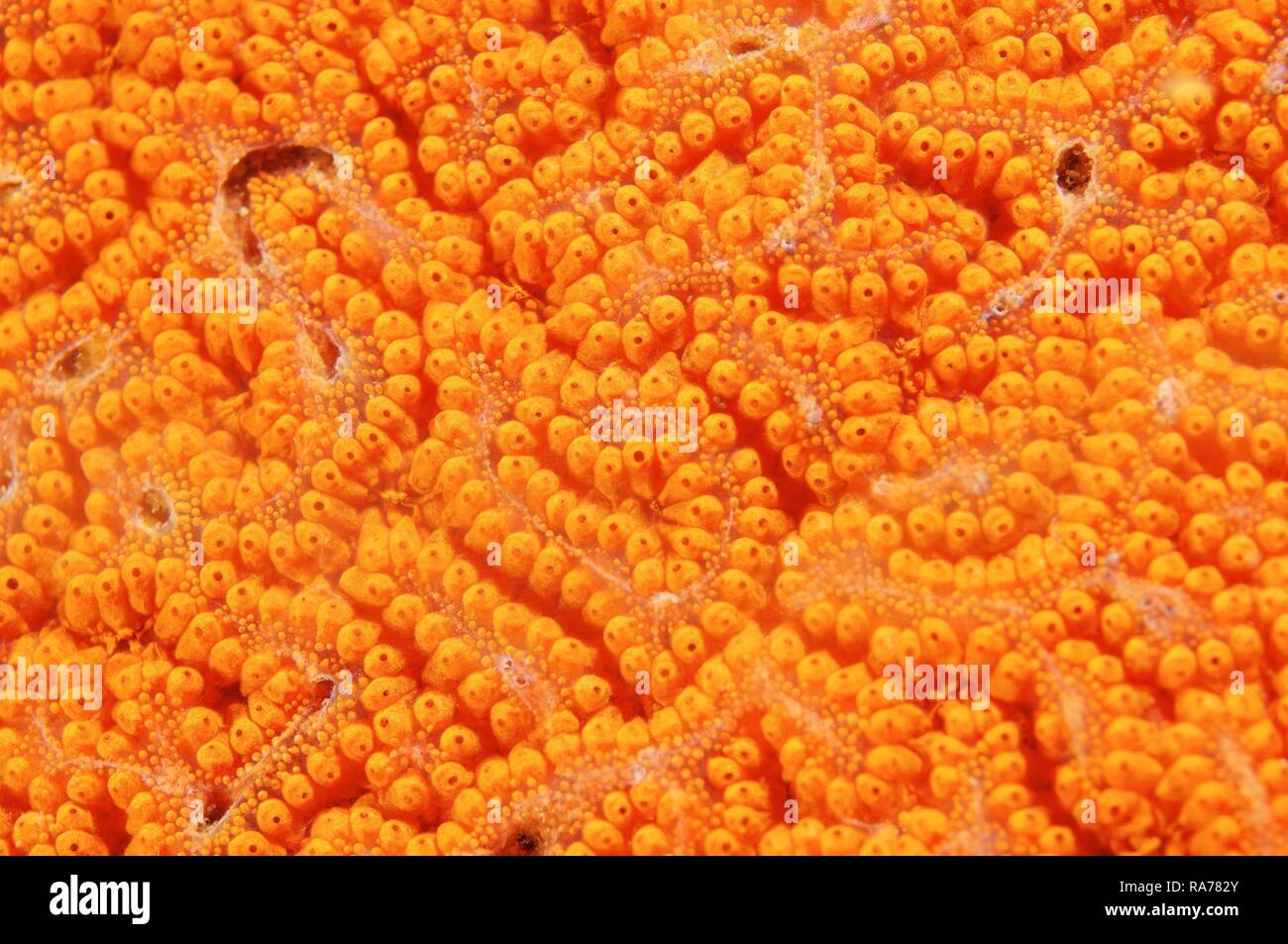 Botrylloides violaceus hi-res stock photography and images - Alamy