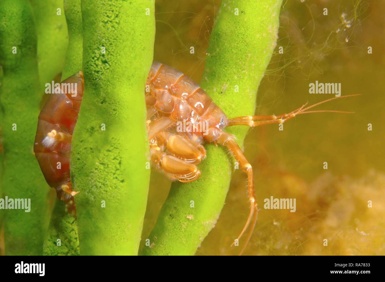 Gammarid (Eulimnogammarus violaceus), Lake Baikal, Siberia, Russian ...