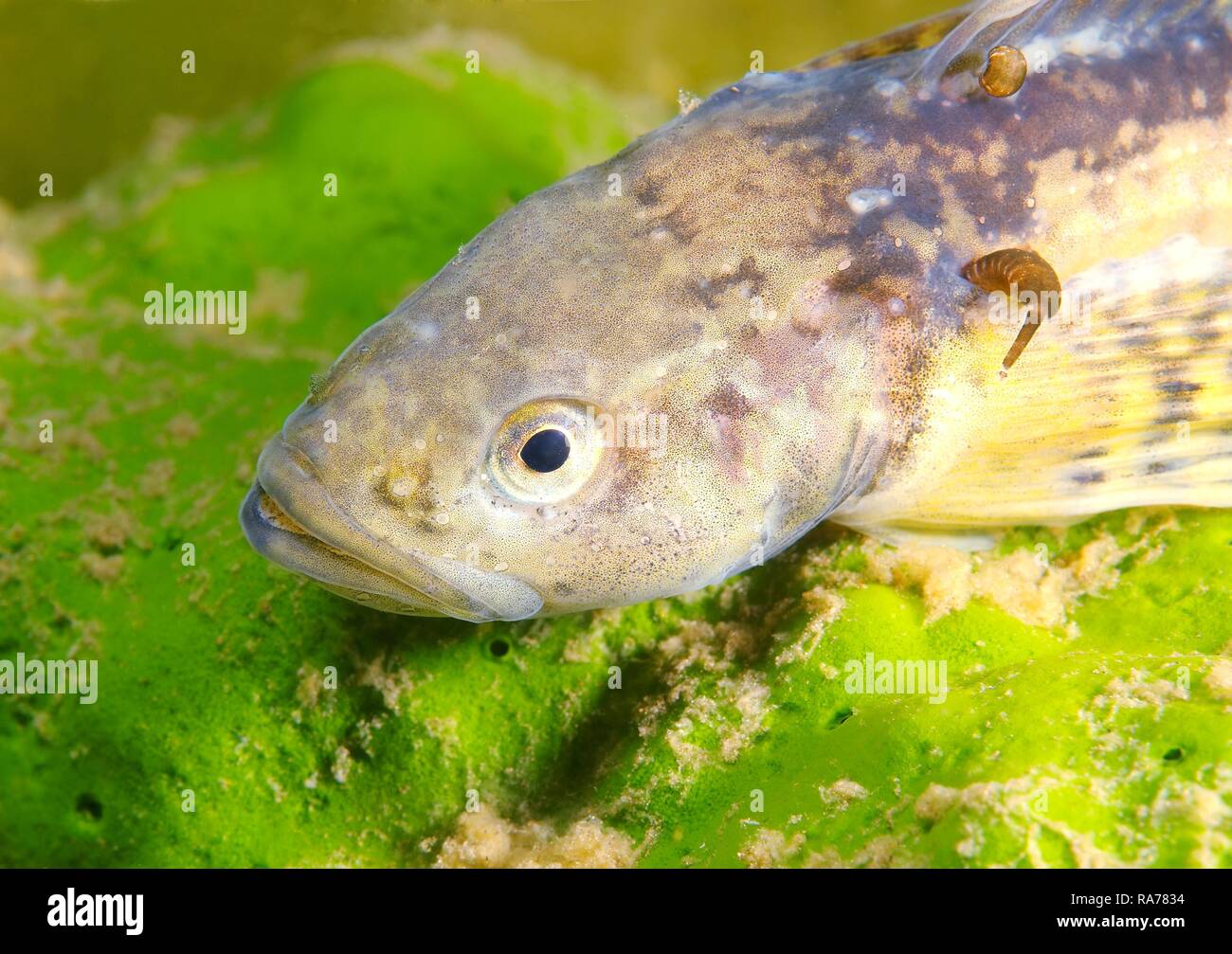 Baikal yellowfin hi-res stock photography and images - Alamy