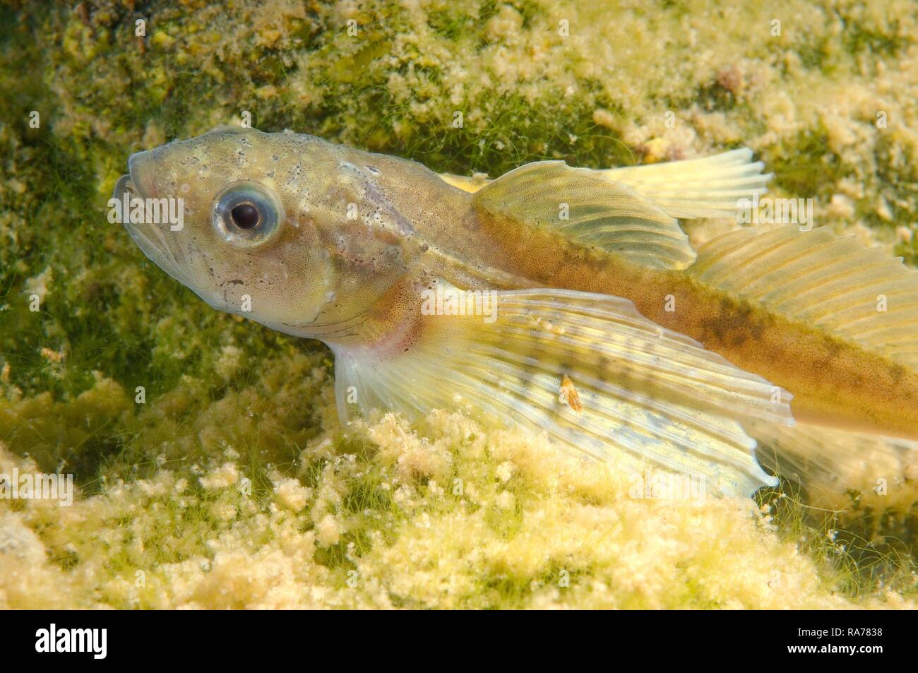Baikal yellowfin hi-res stock photography and images - Alamy