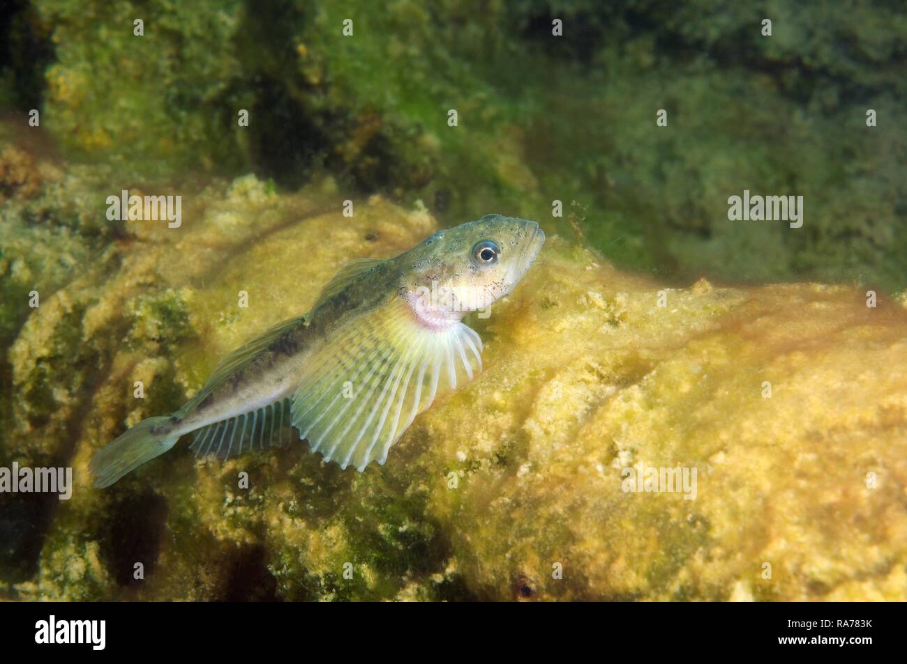 Yellow fin baikal sculpin hi-res stock photography and images - Alamy