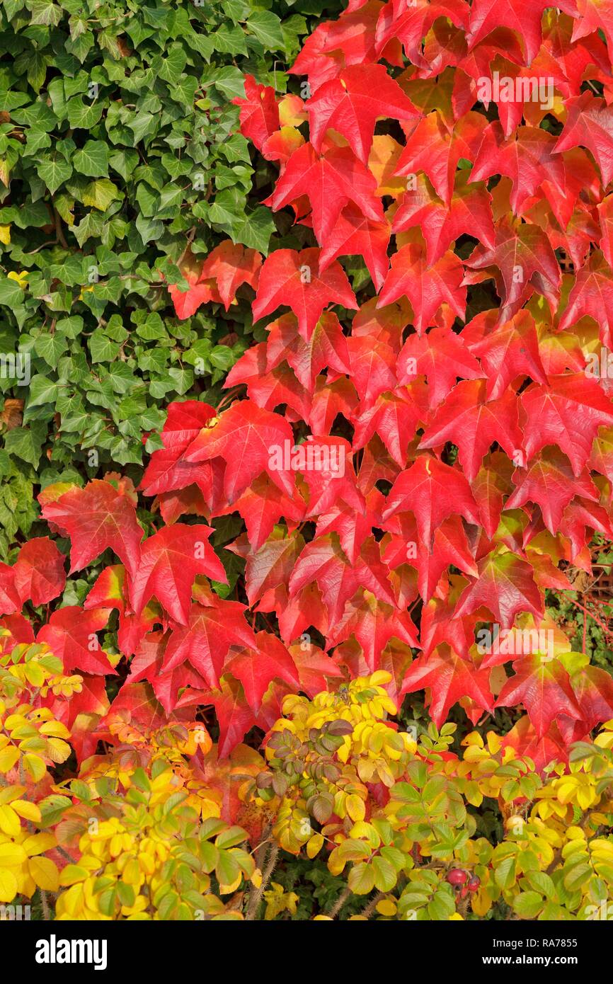 Roses and ivy hi-res stock photography and images - Alamy
