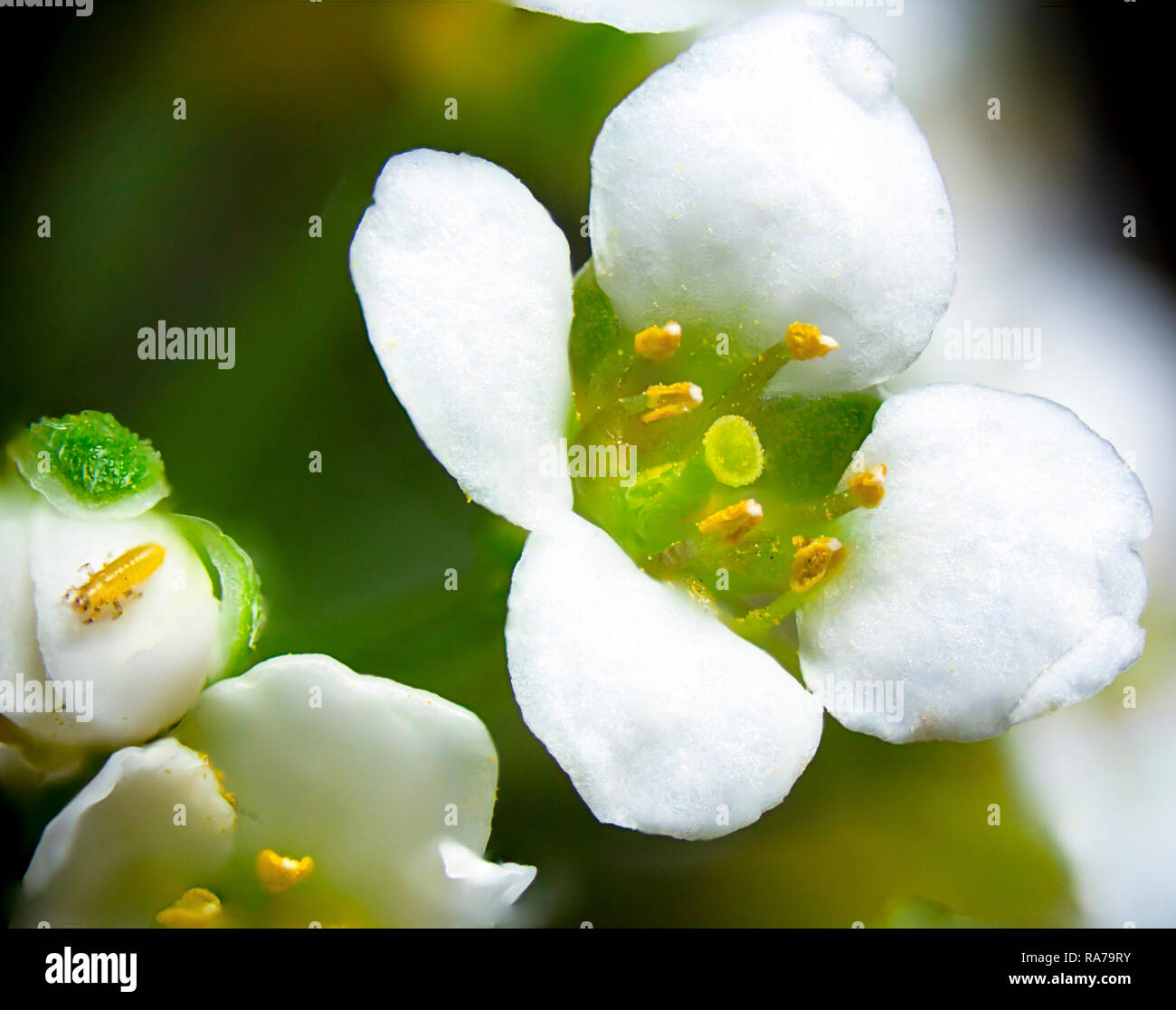 Yellow mite hi-res stock photography and images - Alamy