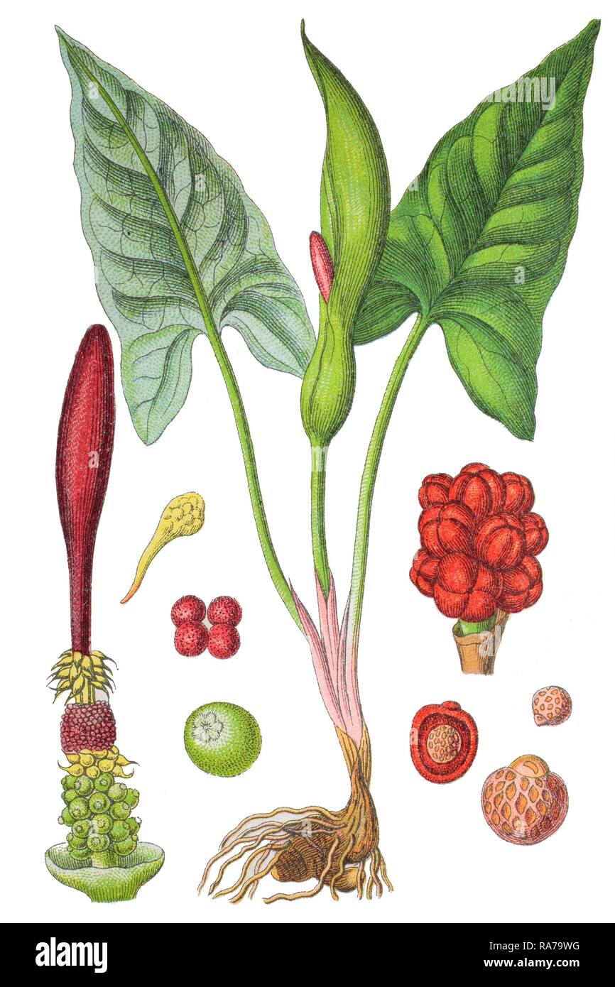 Wild arum (Arum maculatum), a medicinal plant, historical ...
