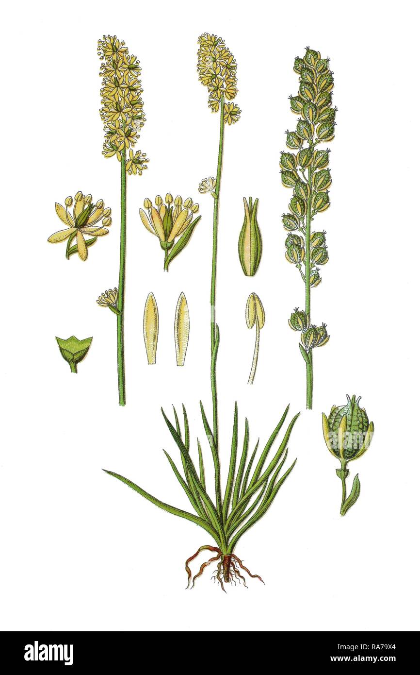 Alpine asphodel (Tofieldia calyculata), medicinal plant, historical ...