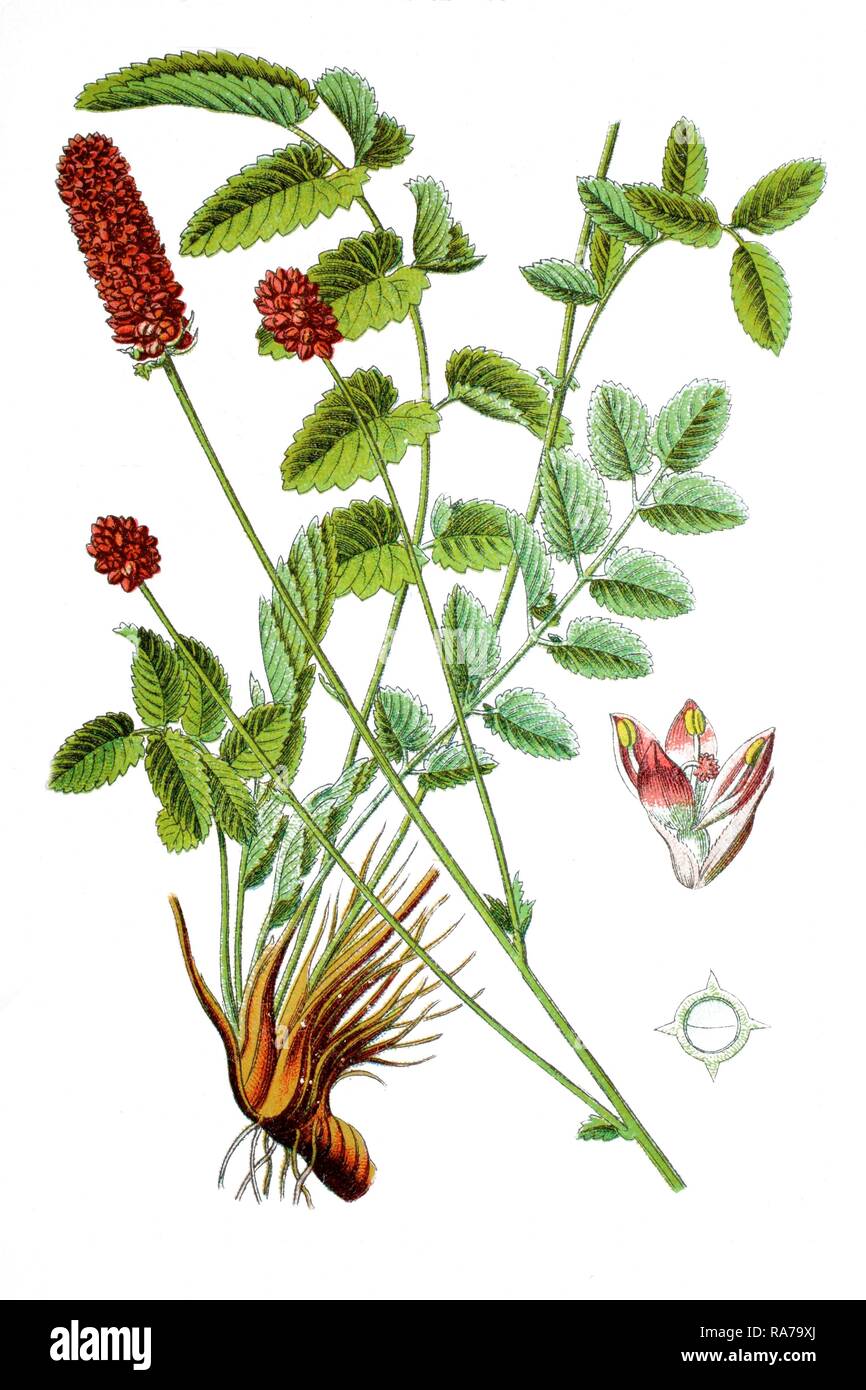 Great burnet (Sanguisorba officinalis), medicinal plant, historical ...