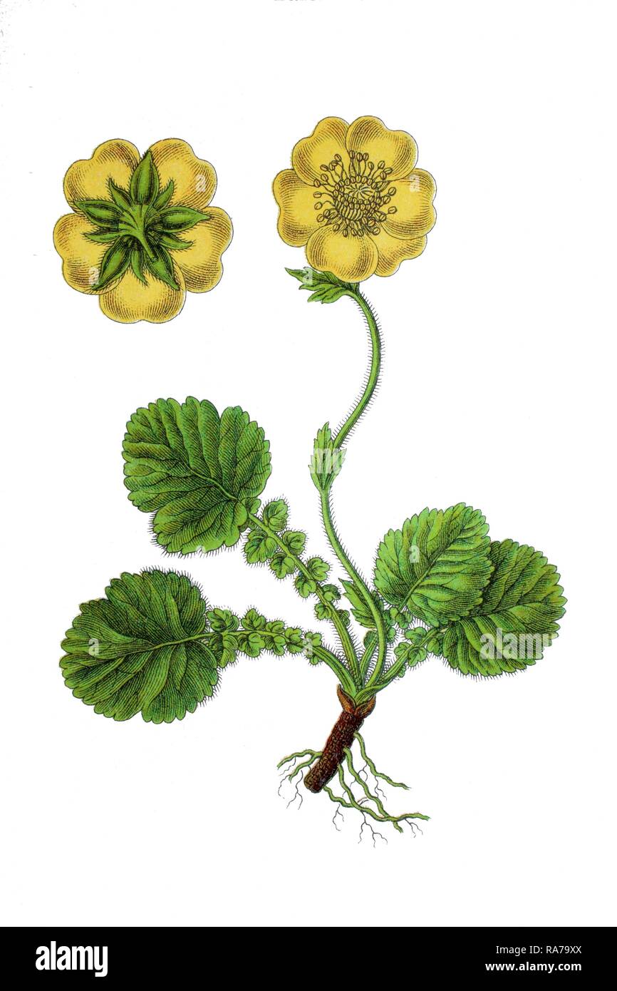 Alpine avens (Geum montanum), medicinal plant, historical ...