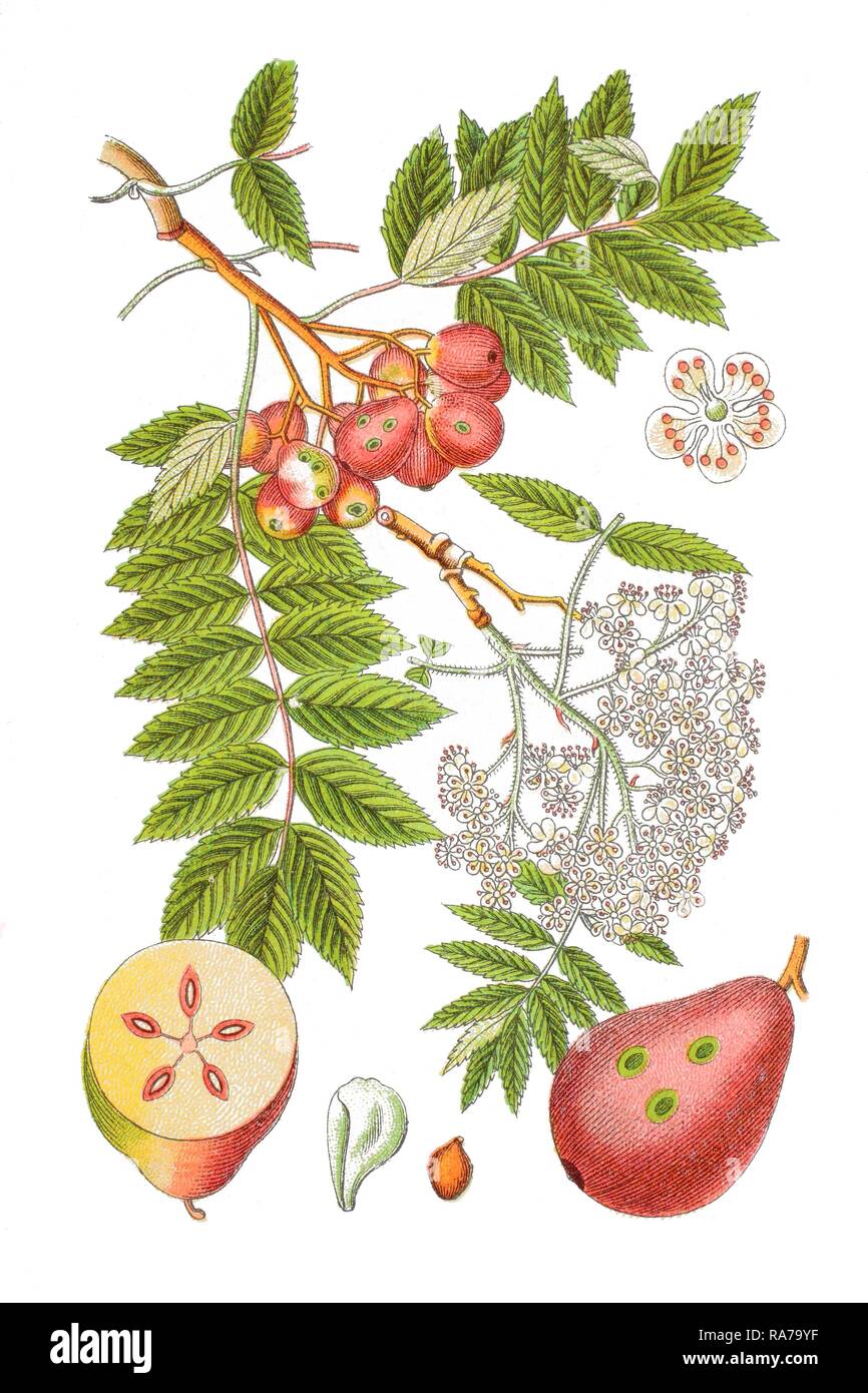 True service tree (Sorbus domestica), a medicinal plant, historical ...