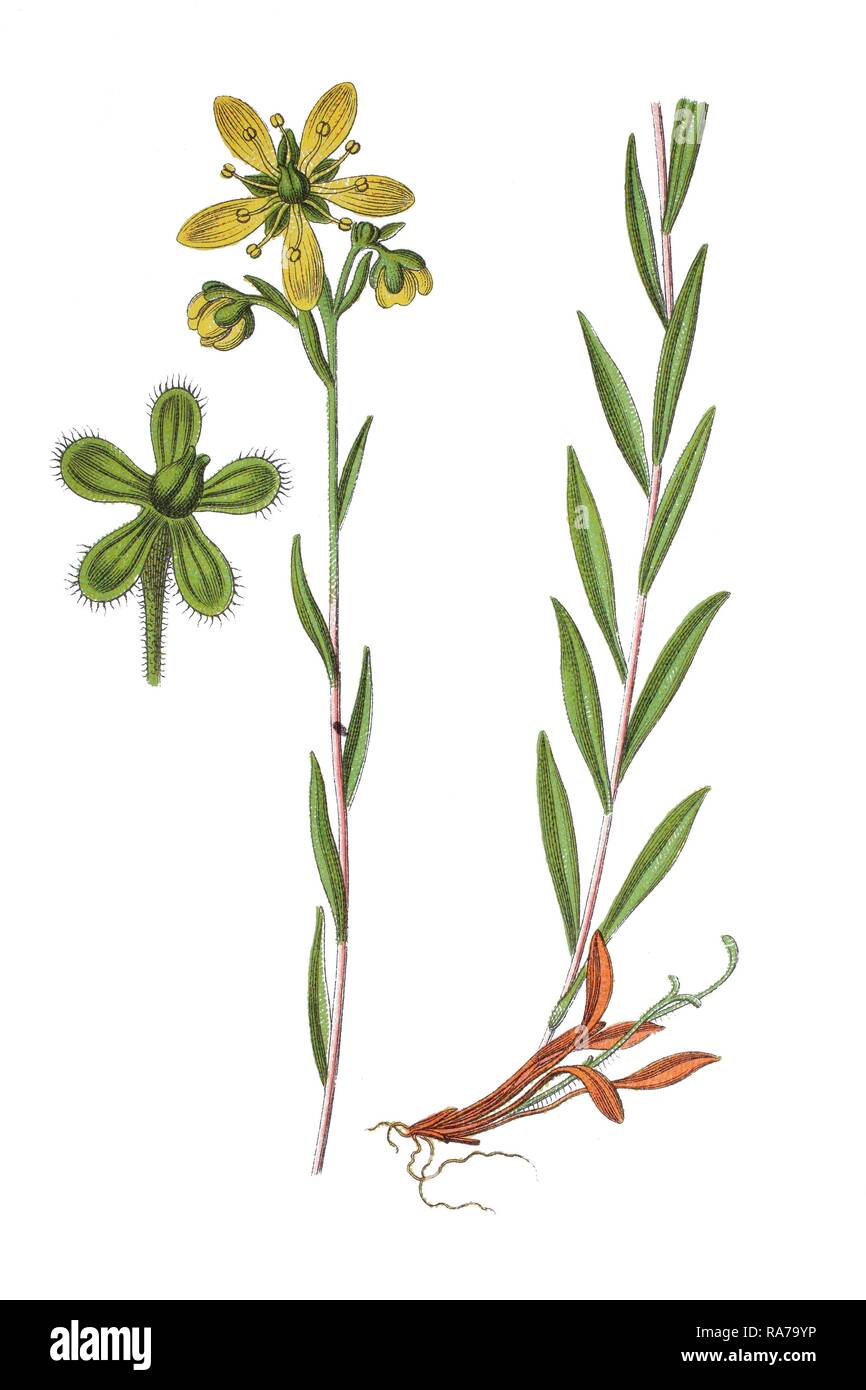 Yellow marsh saxifrage (Saxifraga hirculus), medicinal plant ...