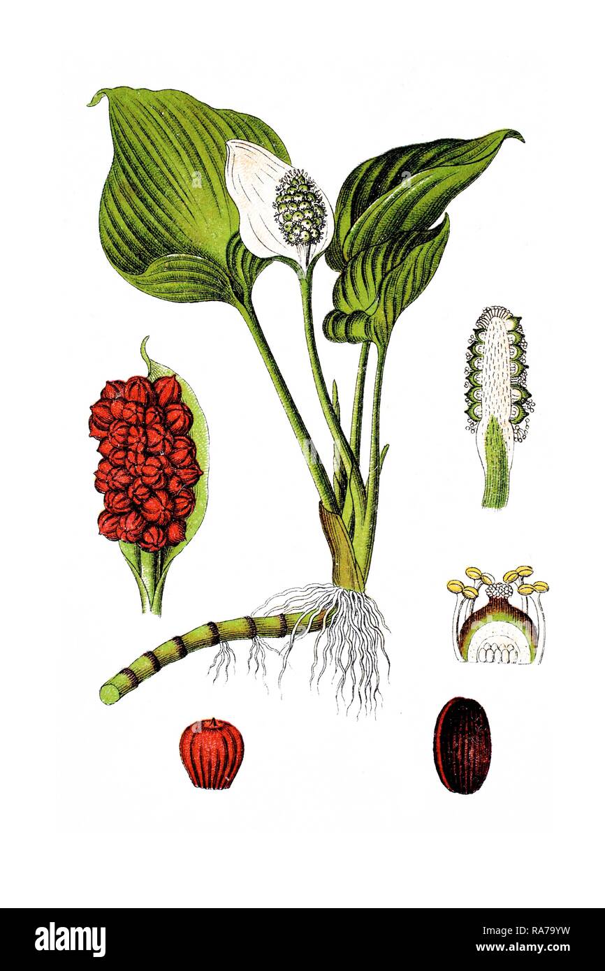 Bog arum, Marsh calla (Calla palustris), medicinal plant, historical ...