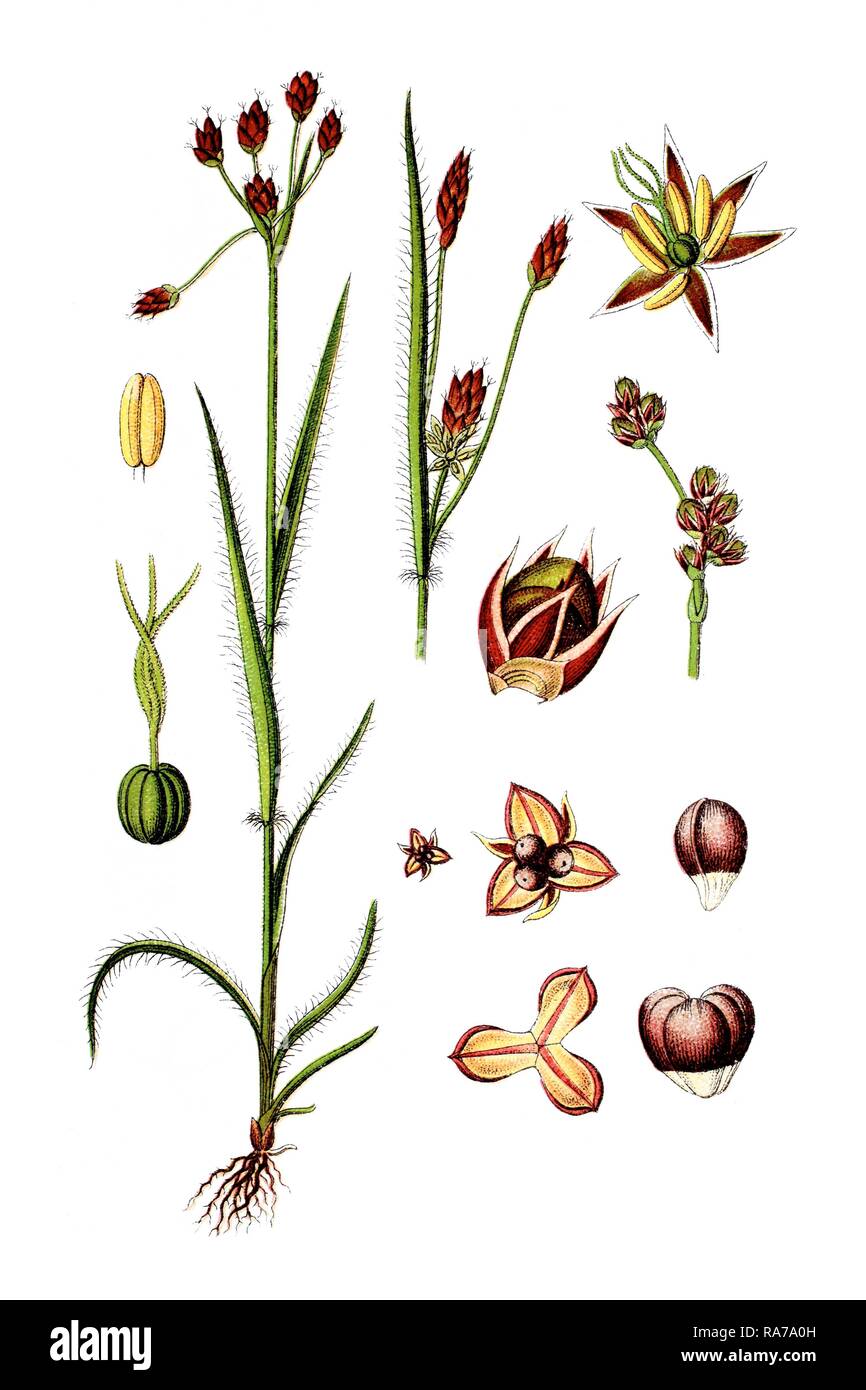 Field wood-rush, Good Friday grass (Luzula campestris), medicinal plant ...