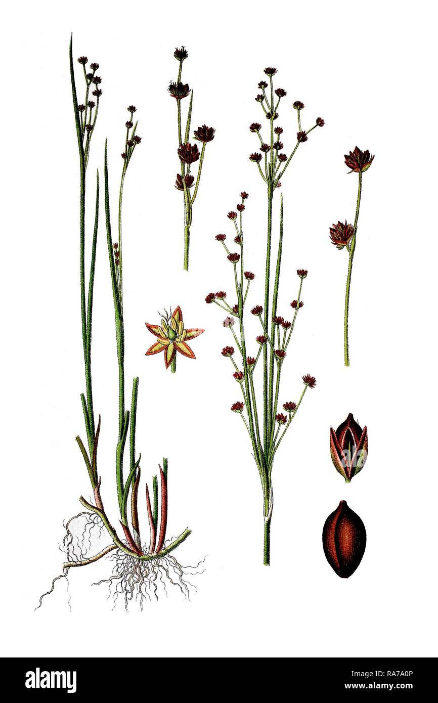 Alpine rush (Juncus alpinus, Juncus alpinoarticulatus), medicinal plant ...