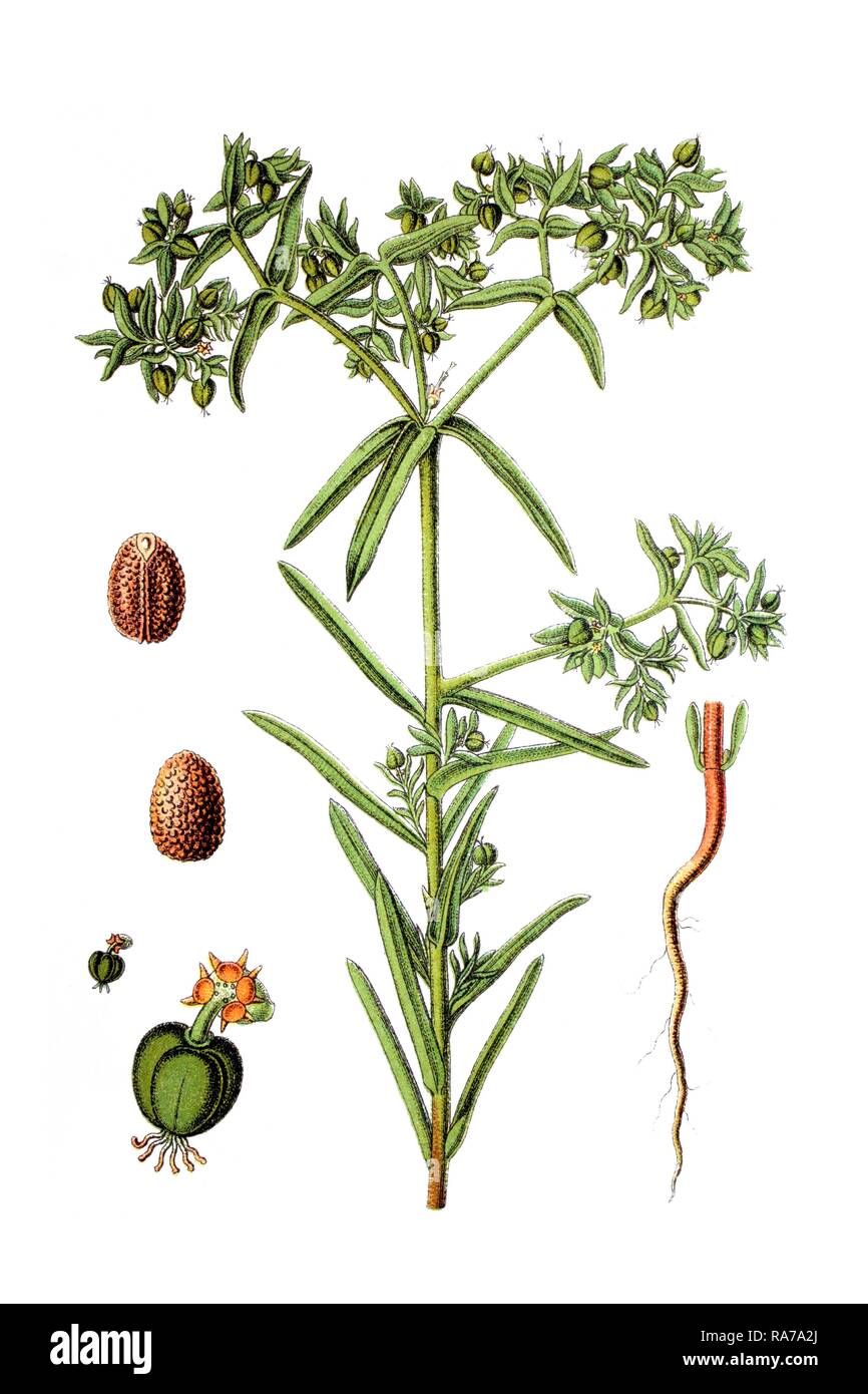 Dwarf spurge (Euphorbia exigua), medicinal plant, historical ...