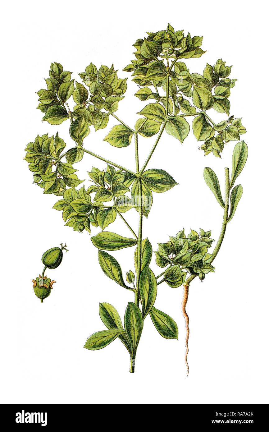 Sickle spurge (Euphorbia falcata), medicinal plant, historical ...