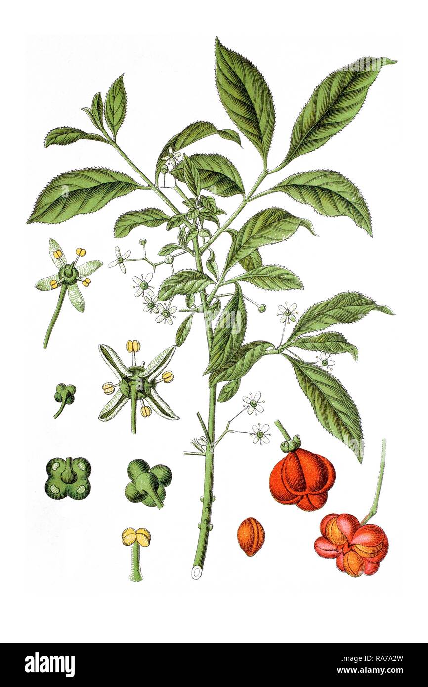 European spindle or common spindle (Euonymus europaeus), medicinal ...