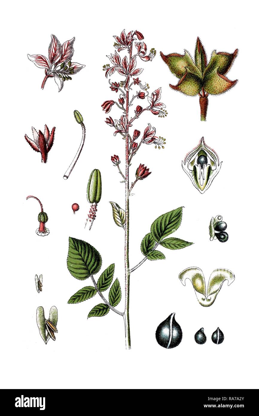 White Dittany (Dictamnus generalis alba), medicinal plant, historical ...